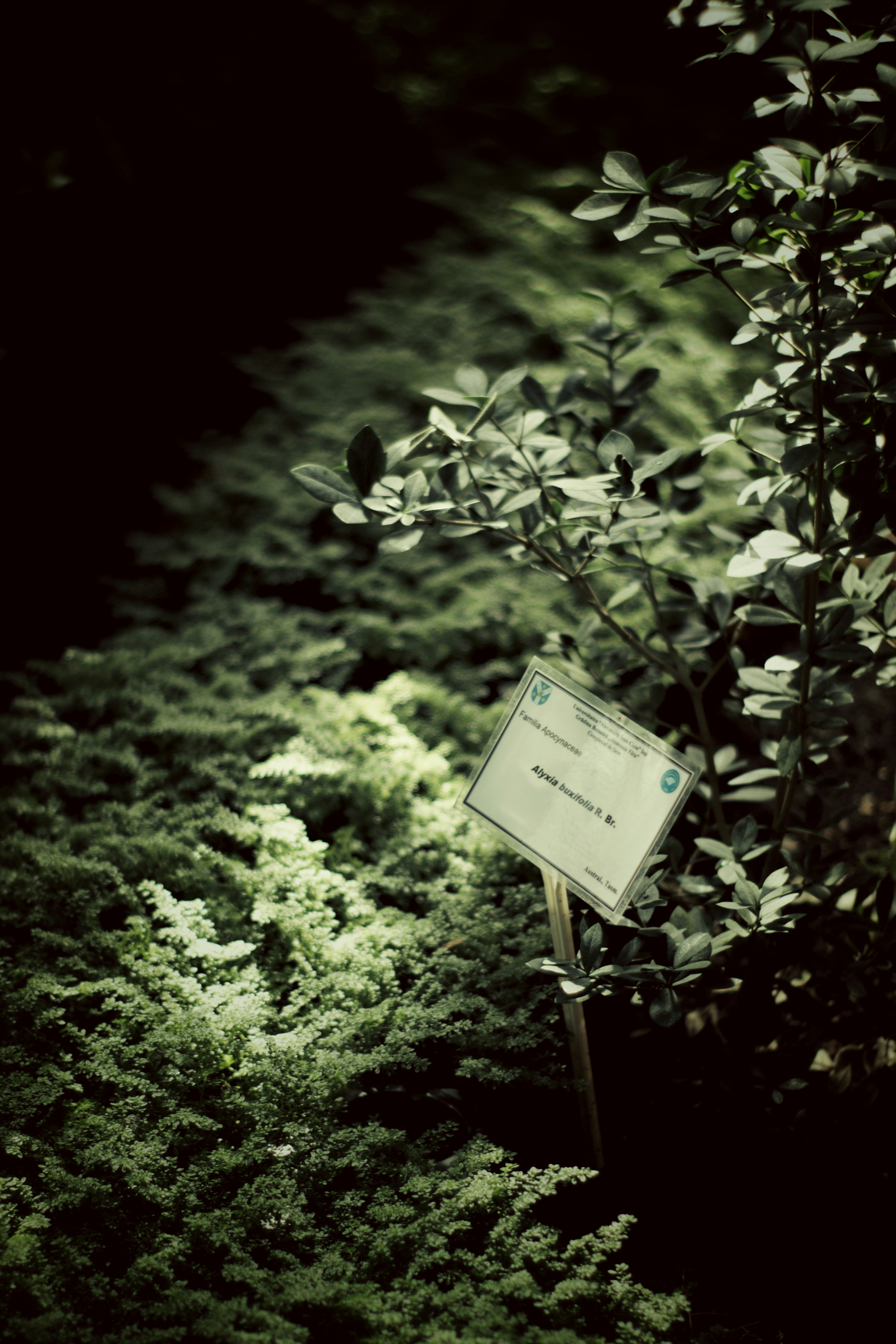 Photo by Filip Lazar with Canon EOS 250D