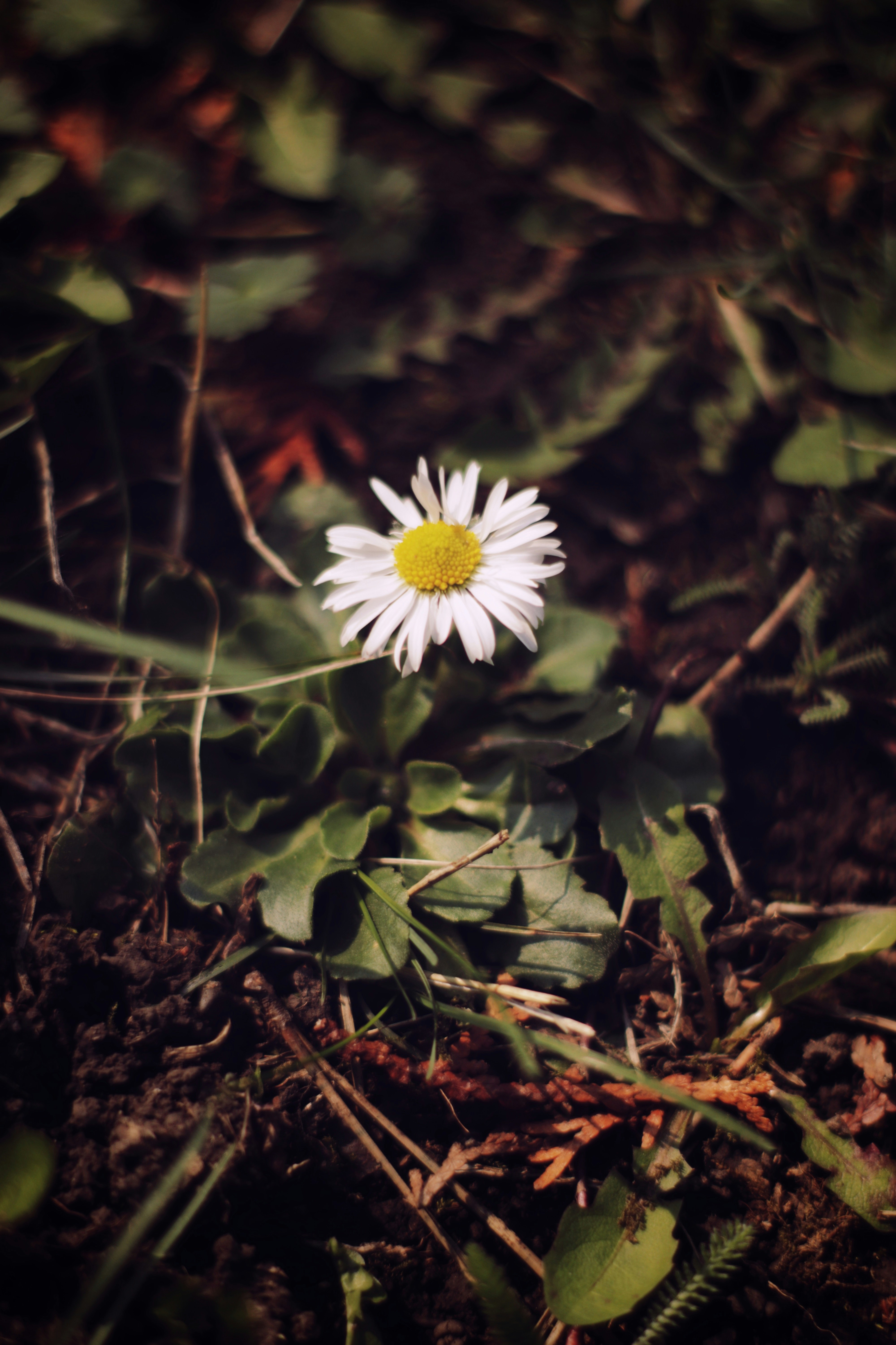 A single white daisy sitting in the grass photo – Free Flower Image on ...