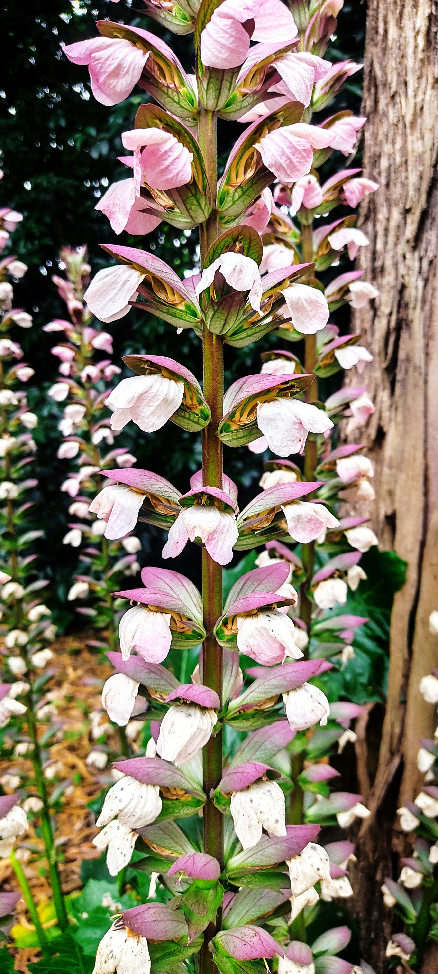 A tall pink flower next to a tree photo – Free Flower Image on Unsplash