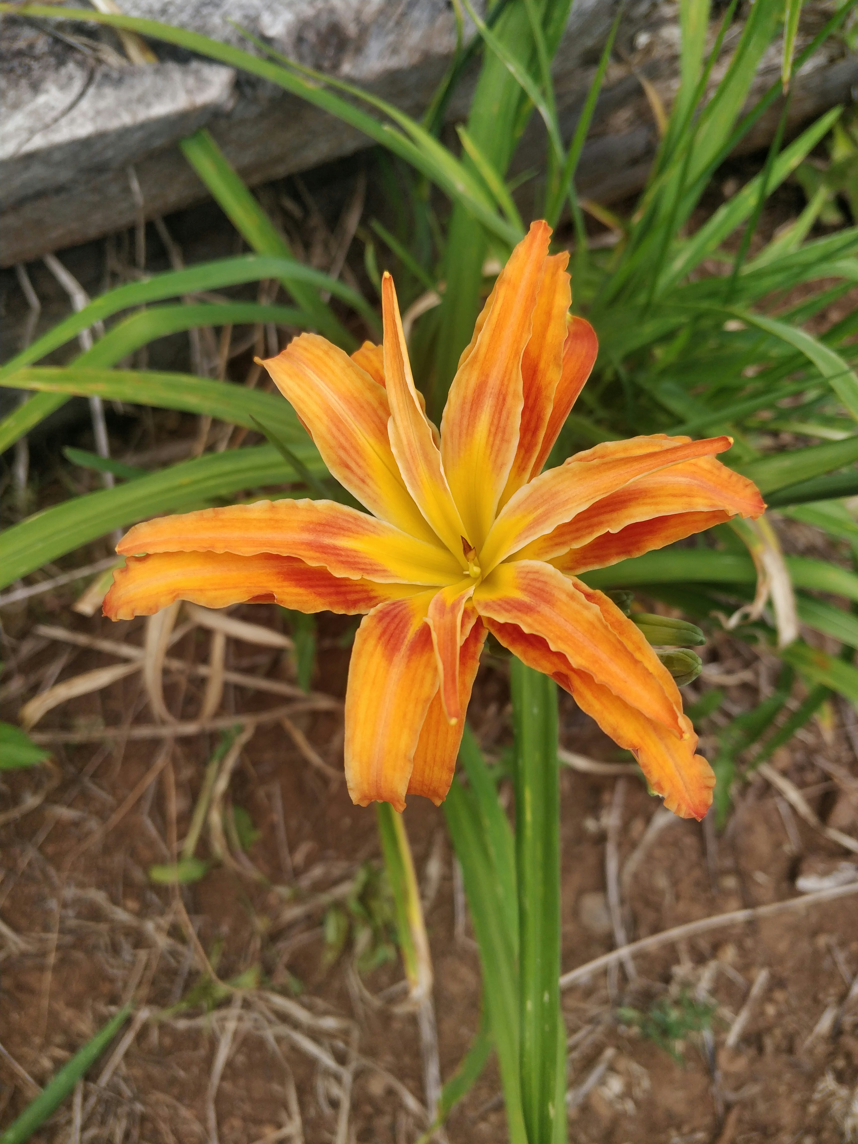 A close up of a flower in a field photo – Free Dublin Image on Unsplash