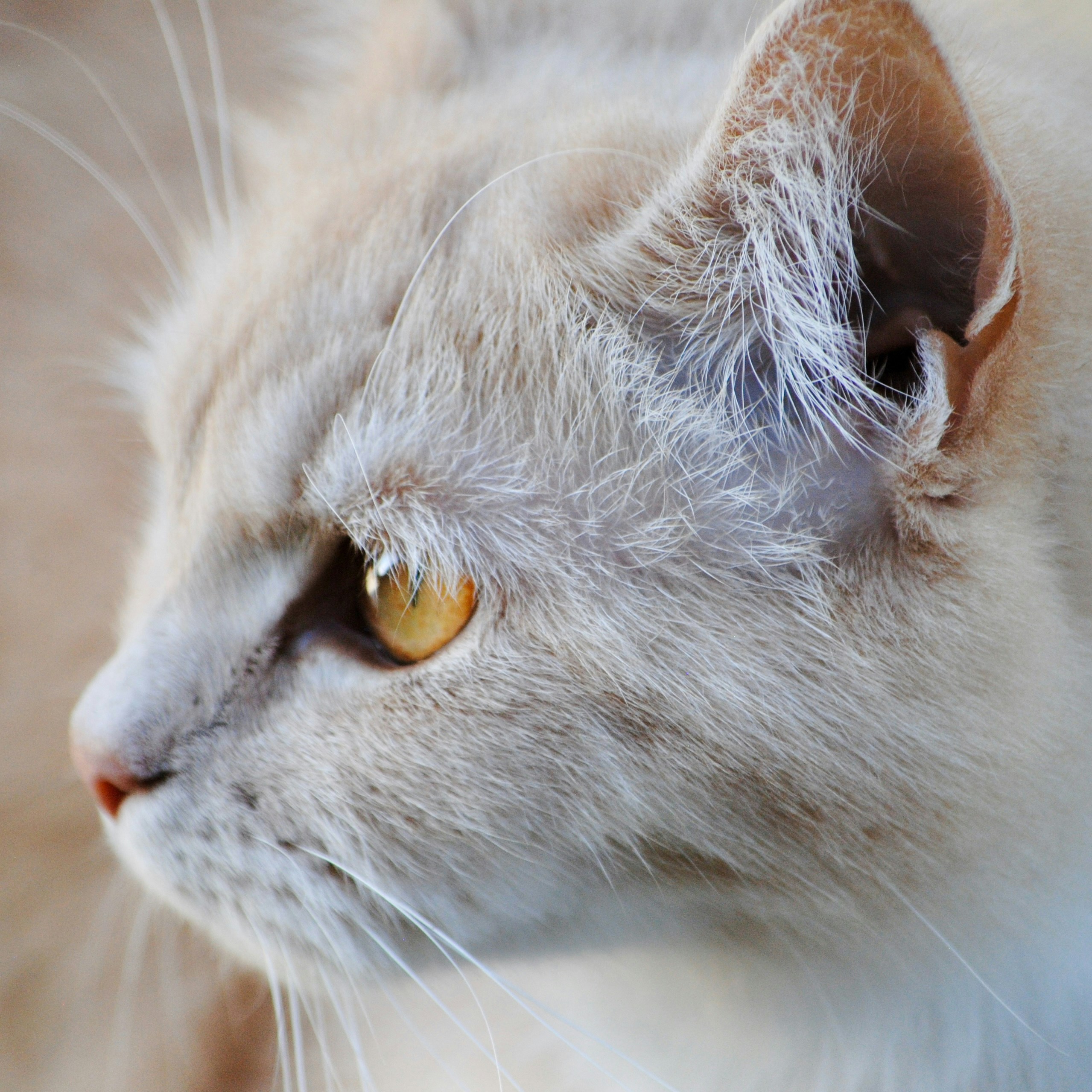 A close up of a white cat with yellow eyes photo – Free Cat Image on ...