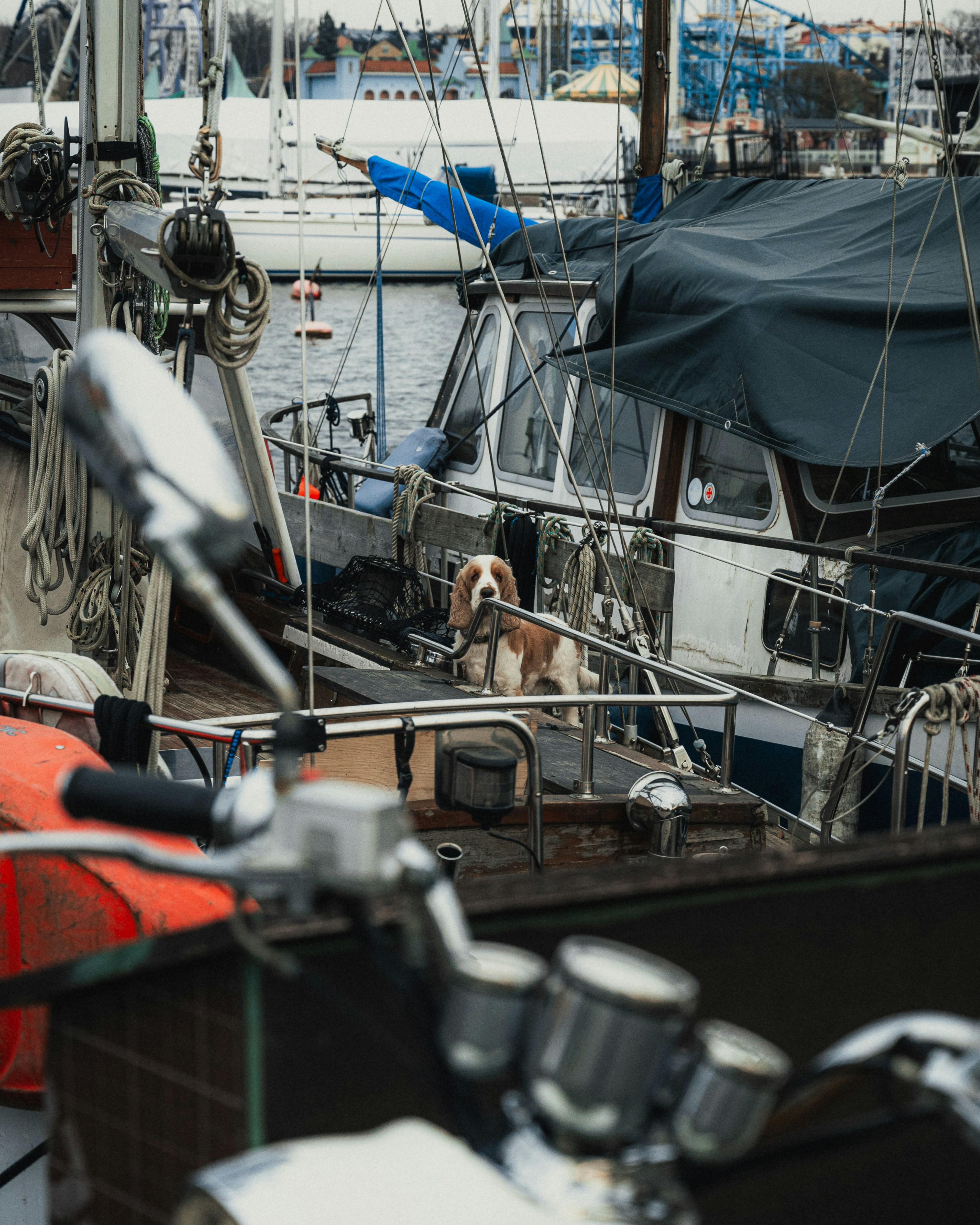 Dockside Watch: A Curious Dog Among Fishing Boats