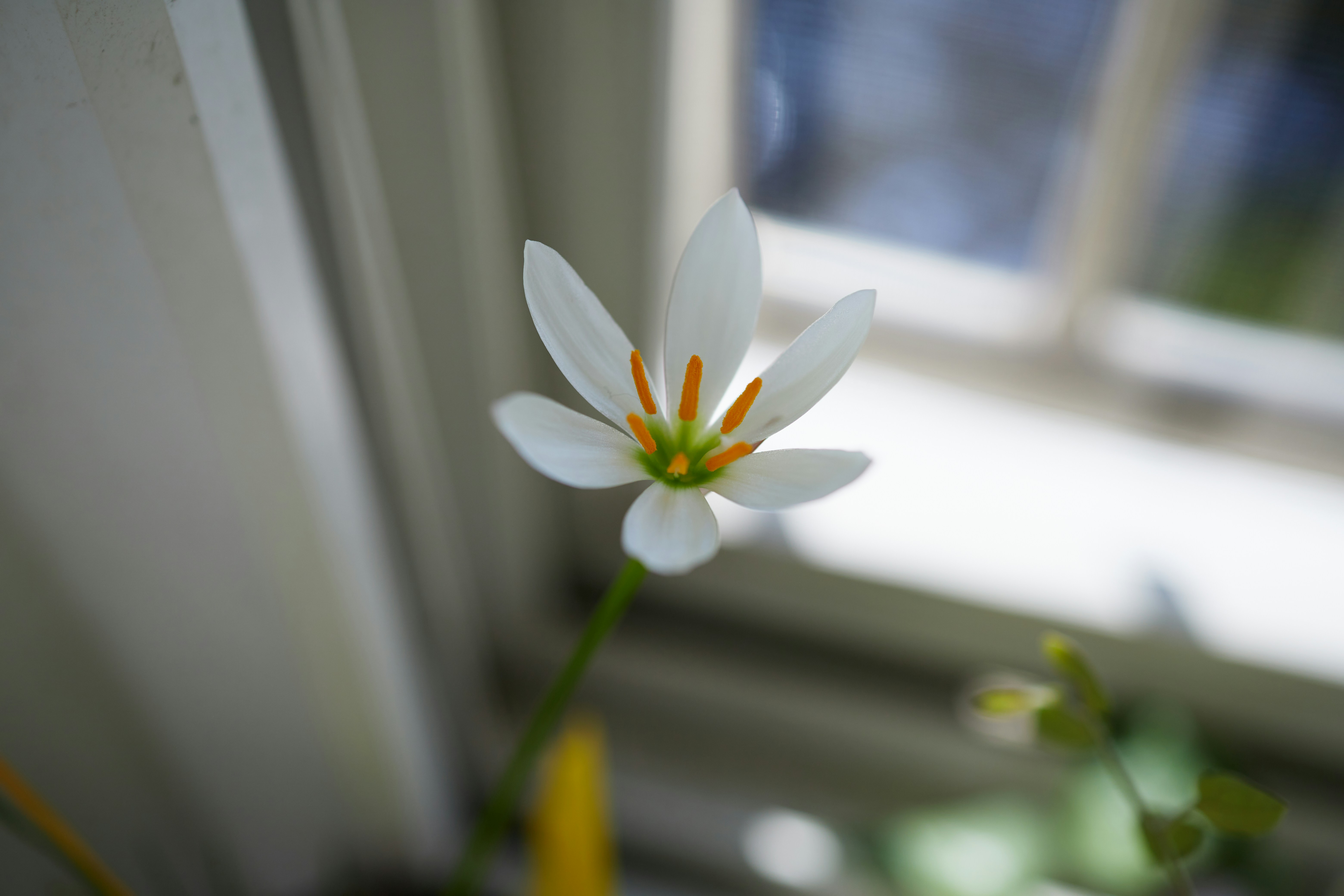 White flower at the window edge