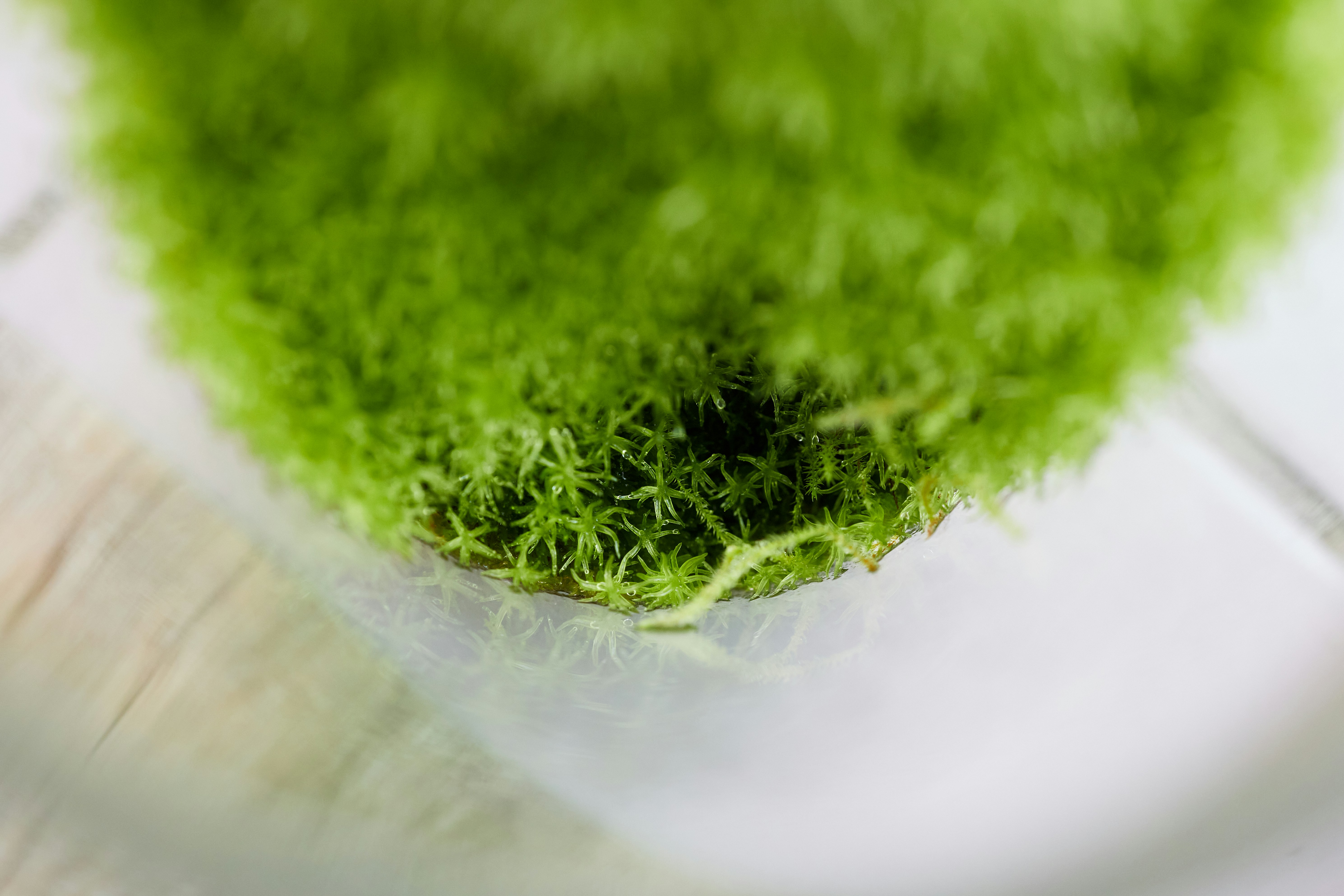 Verdant Microcosm: Moss Framed Inside a Glass Dome