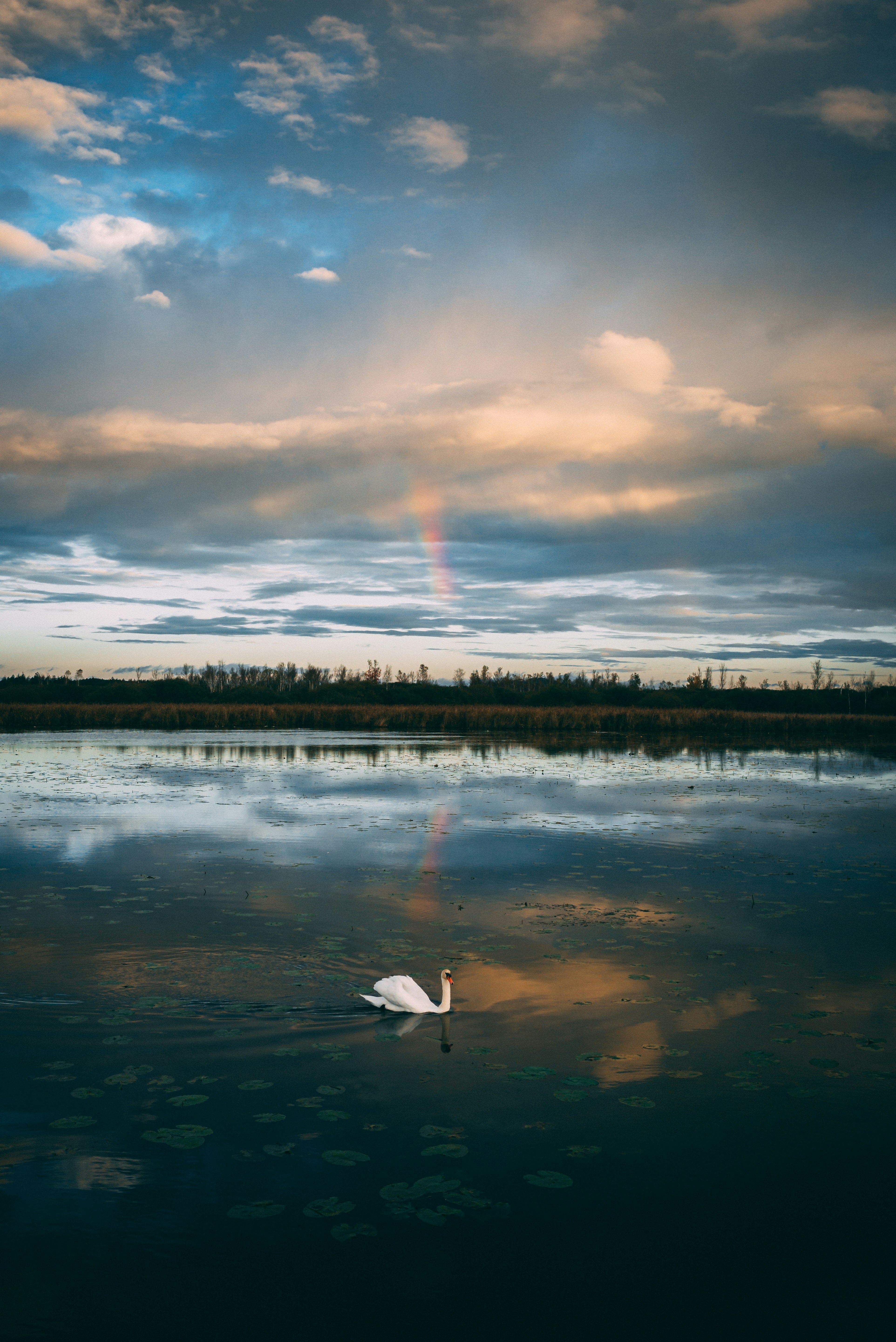 Swan's Quiet Passage Under a Faint Rainbow at Dusk