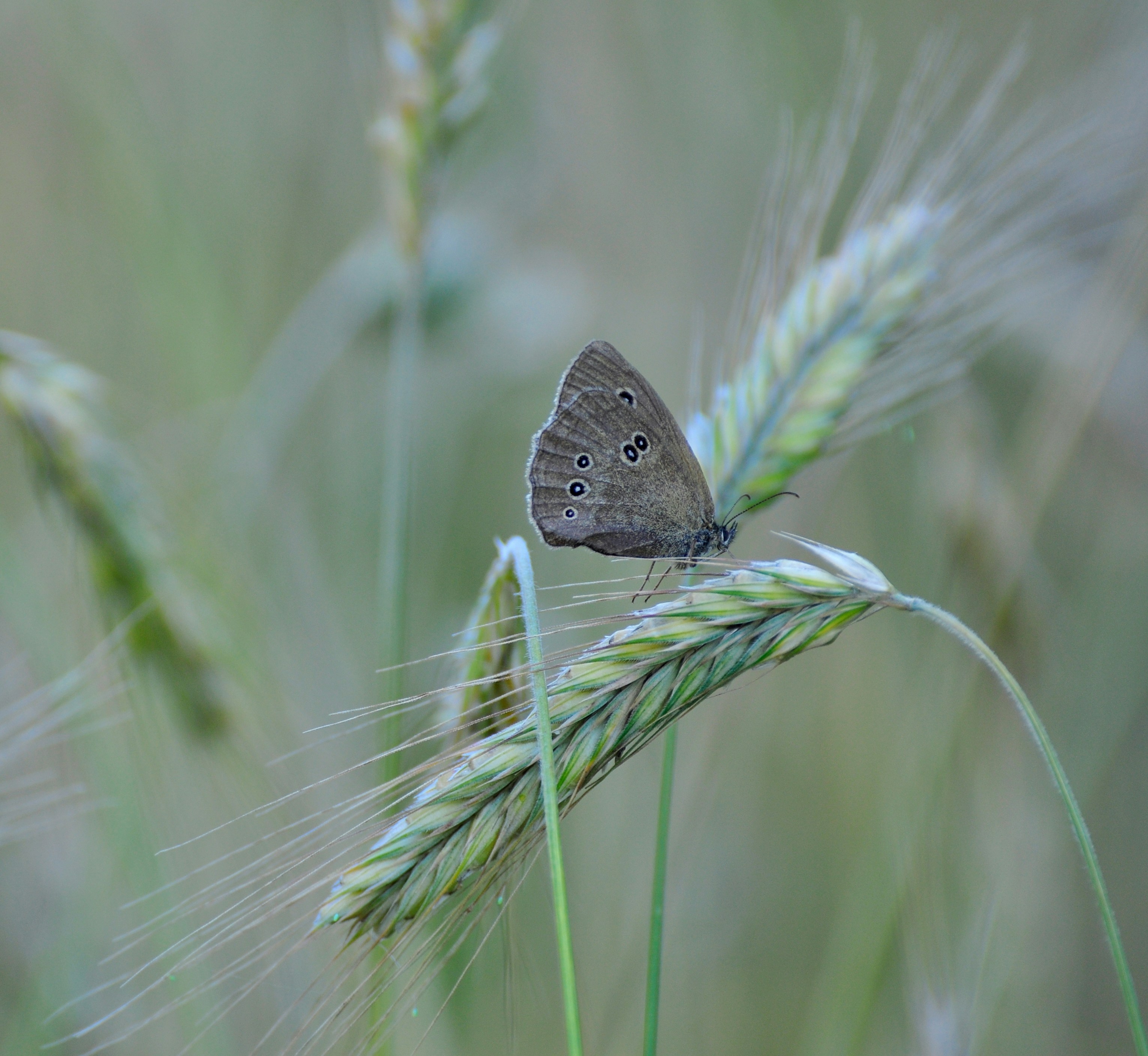 Brown Ringlet on a Wheat Stem: a Moment of Quiet in a Field