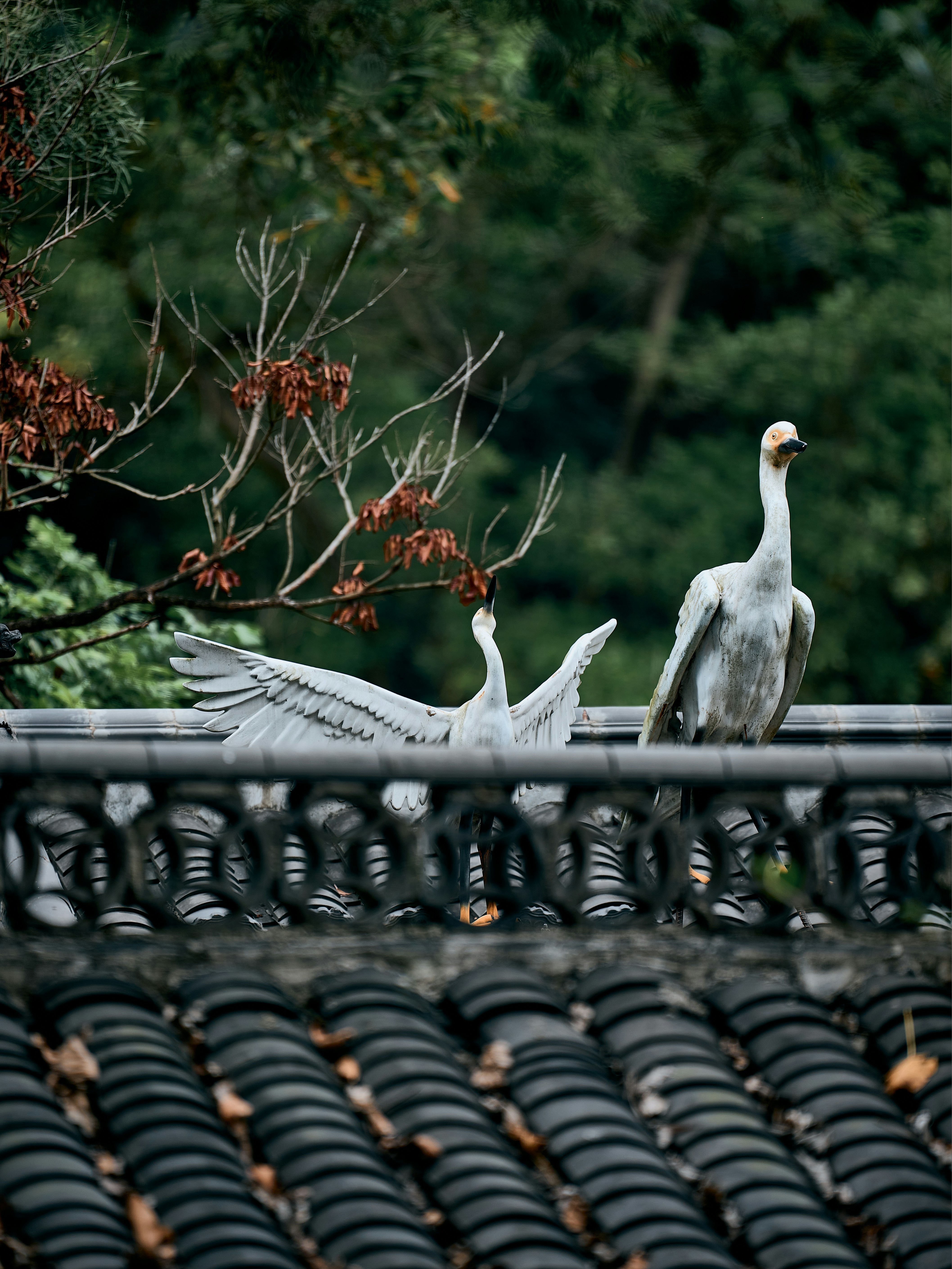 Winged Witnesses Over a Tile-Rim Veranda