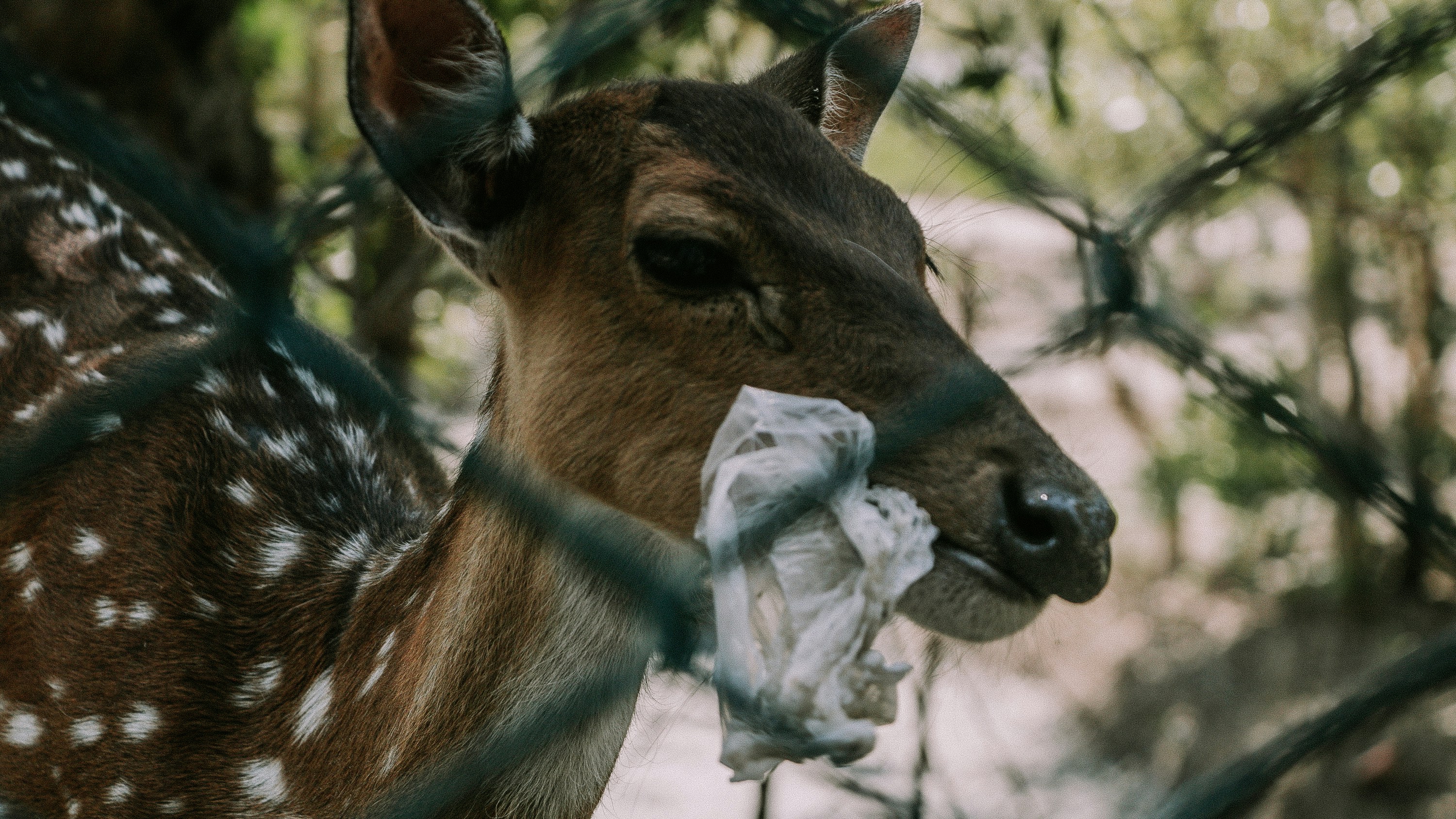 Nose-tufted Fawn at the Barrier: A Deer Clutches a Tissue at the Fence