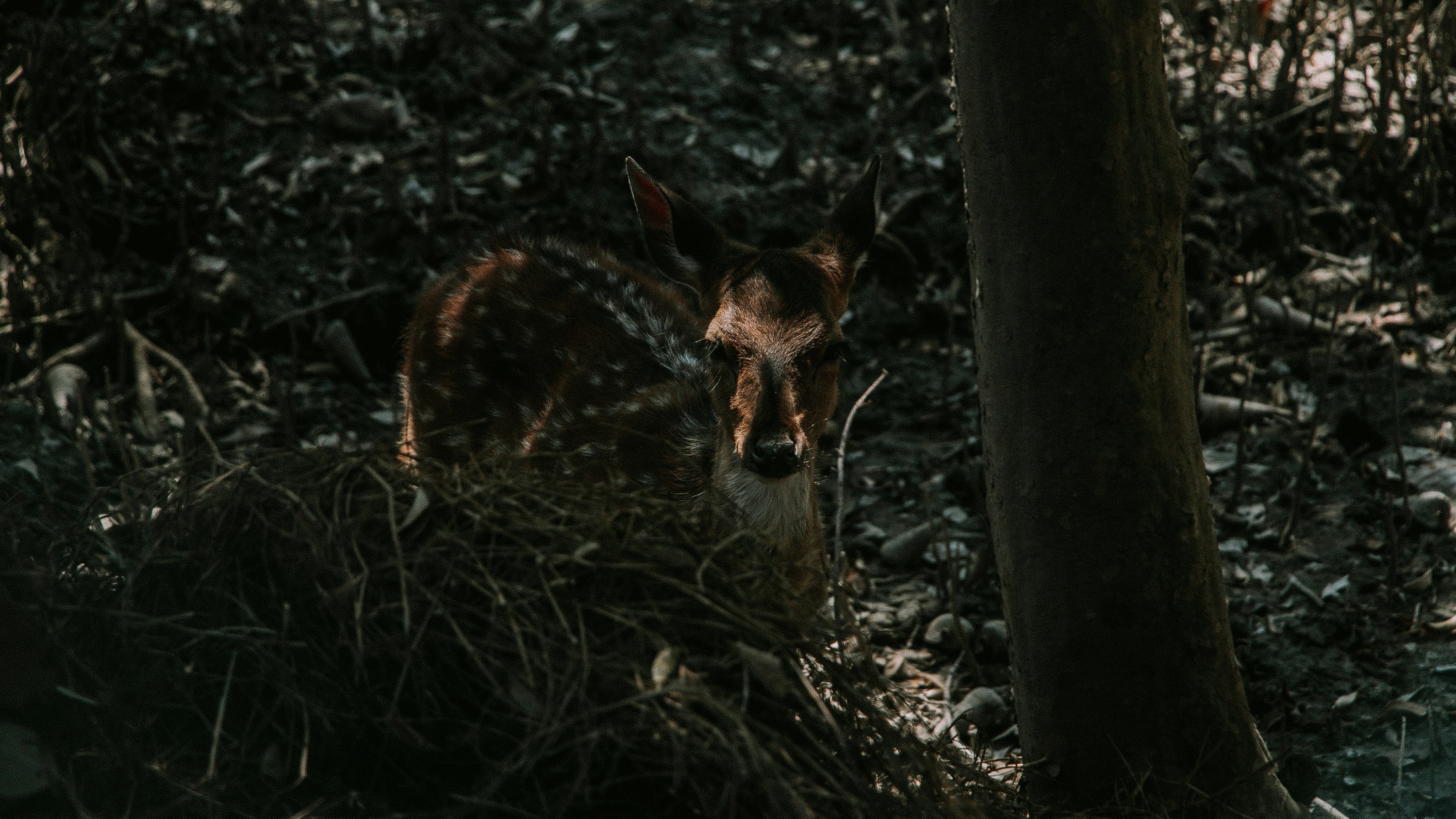 Dappled Doe Revealed: A Quiet Moment in the Forest Understory