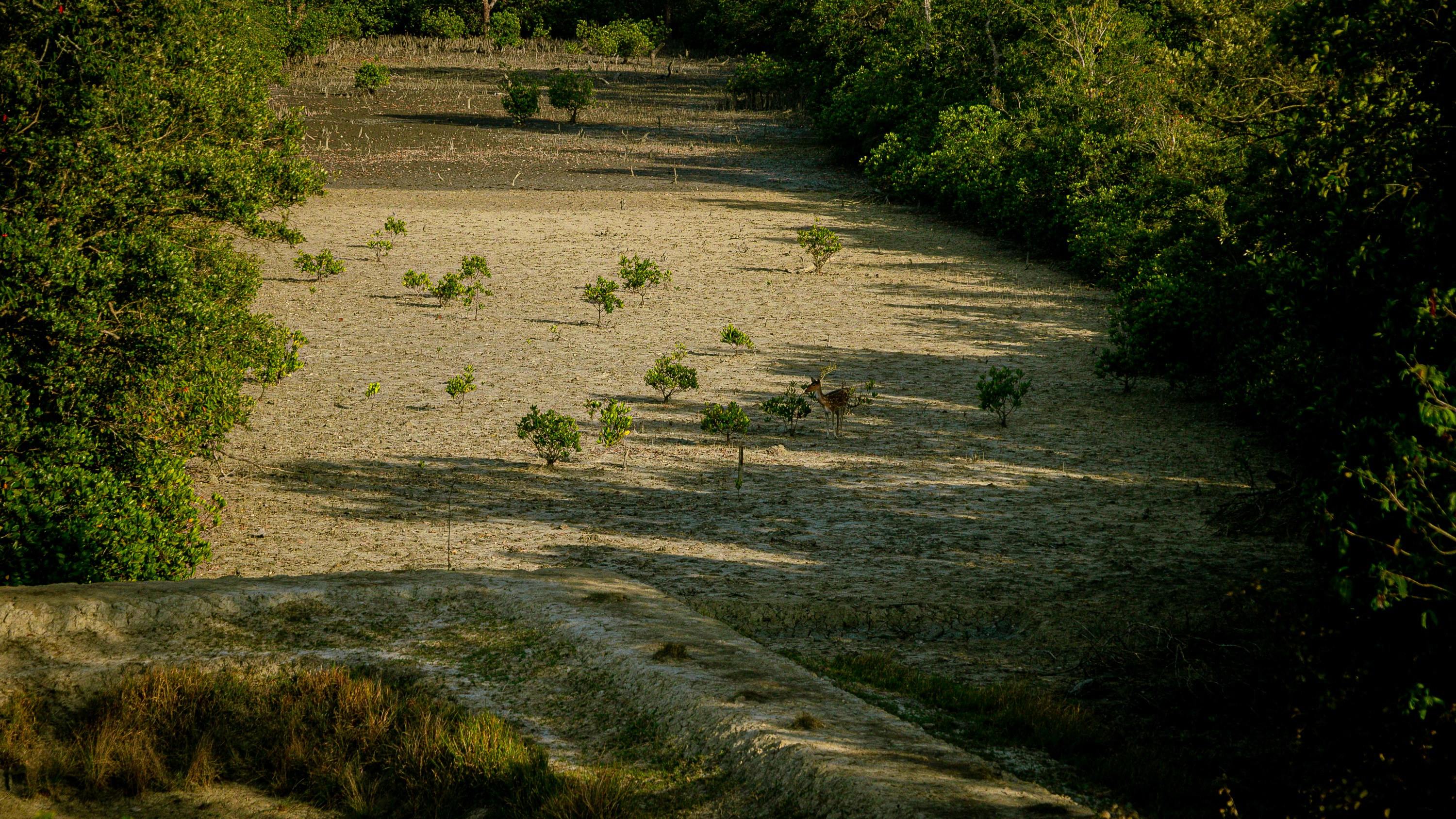 Whispers of Resilience: Nature's Quiet Revival