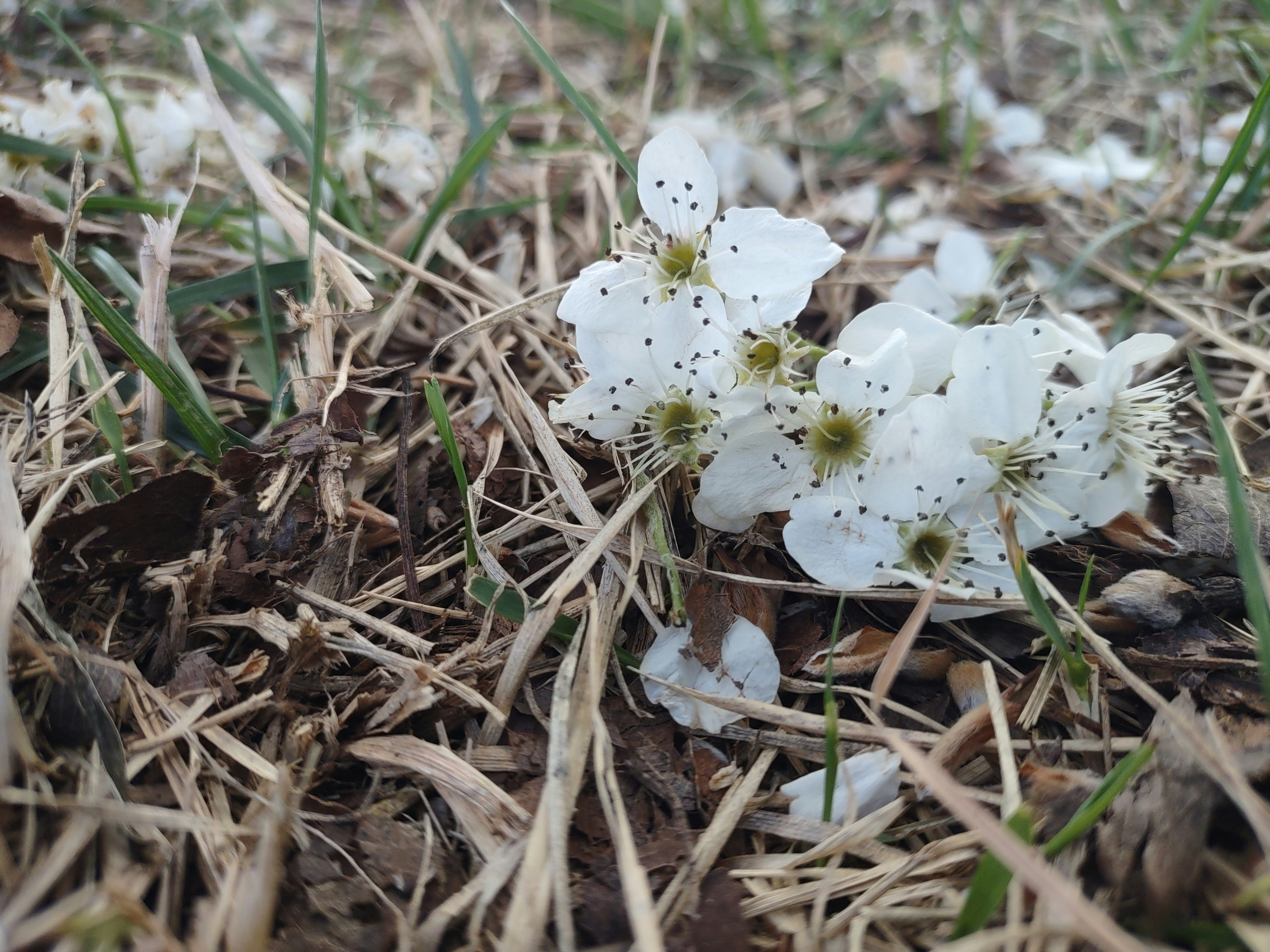 White Petals on Dry Ground: A Close-Up of Fragile Resilience