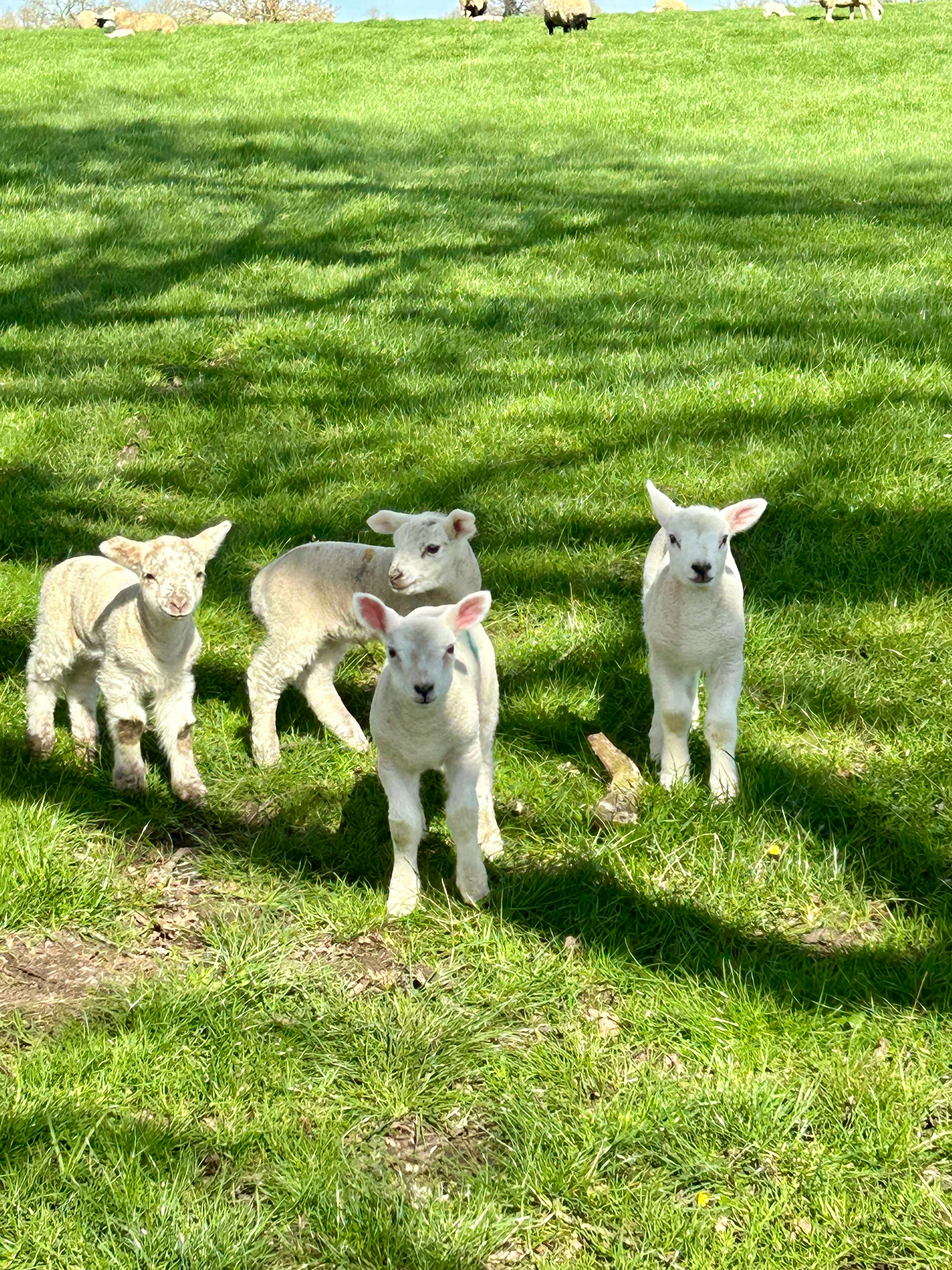 Sunlit Meadow Quartet: Four Curious Lambs in Fresh Green Grass