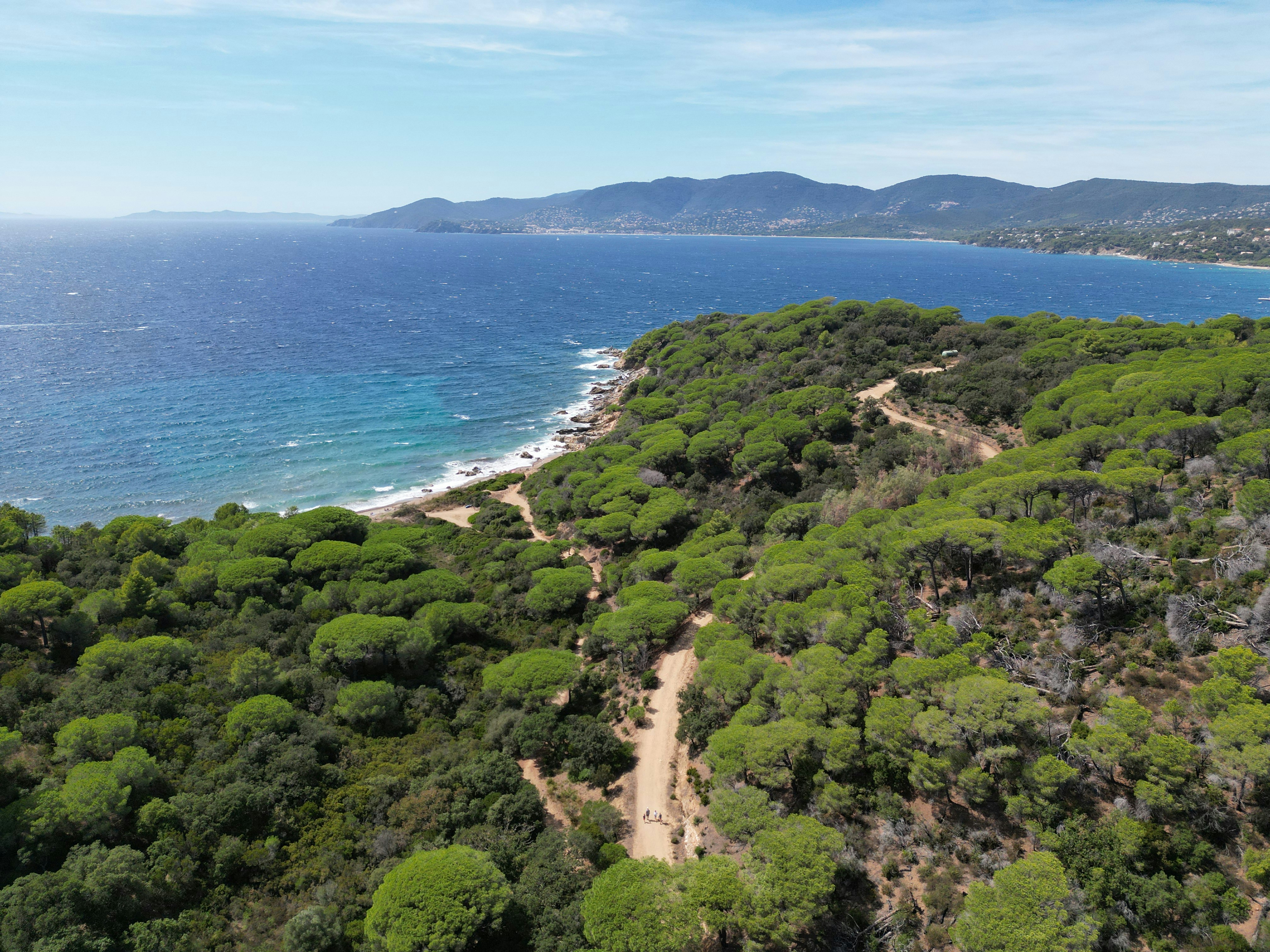 Winding Pine-Canopied Coastline: A Drone View of Trail Unfolding Toward the Sea