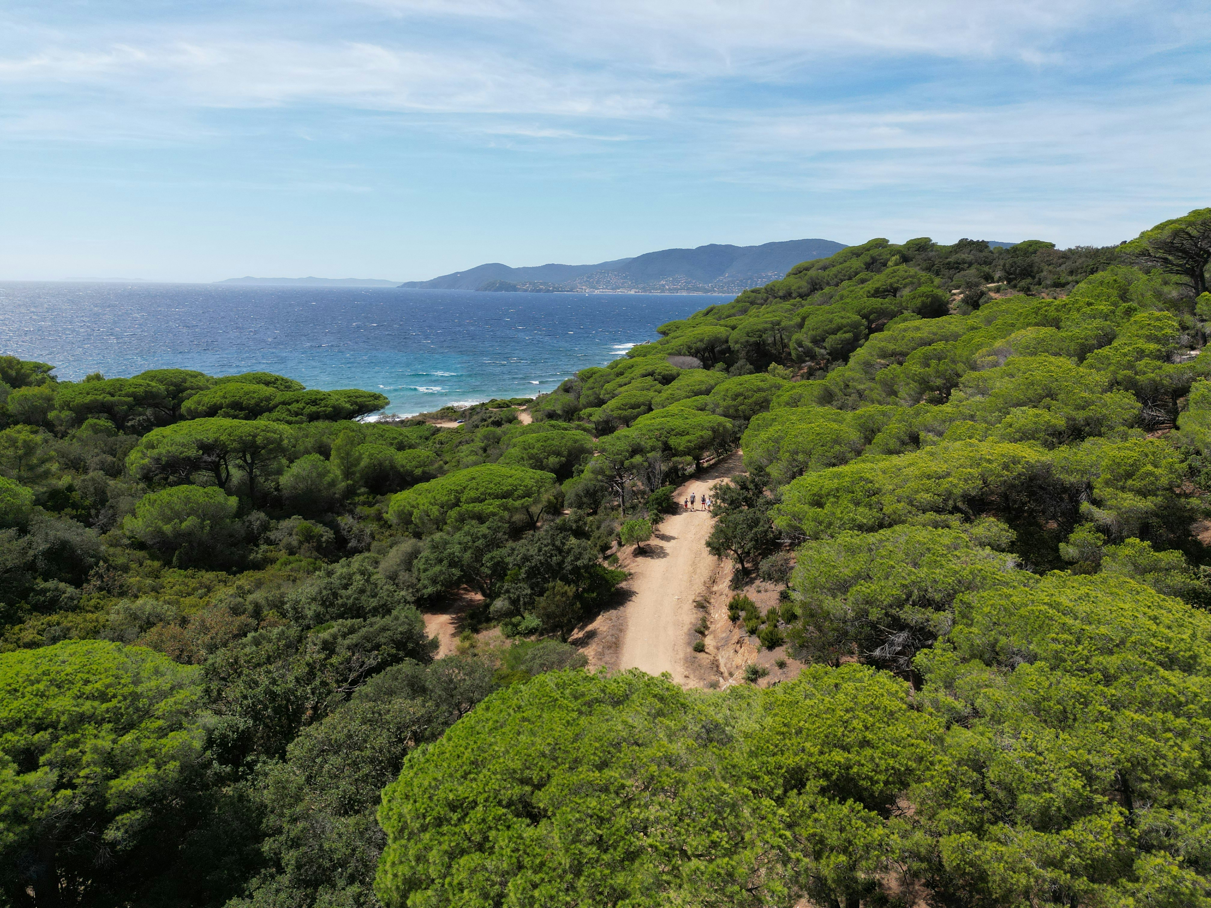 Coastal Pine Canopy Leading Toward the Sea