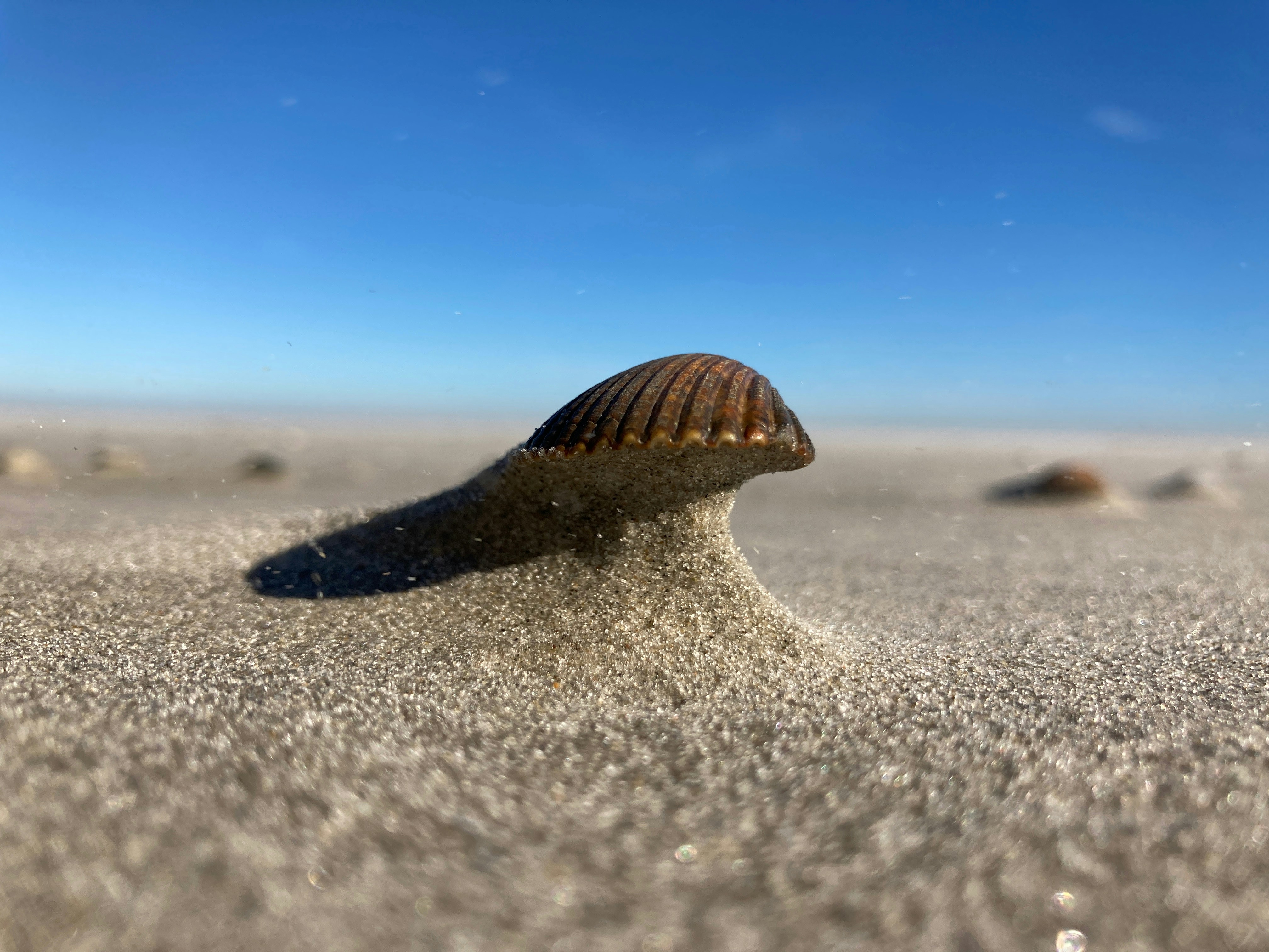 Ribbed Shell Crowned by a Tiny Sand Dune on a Sunlit Beach
