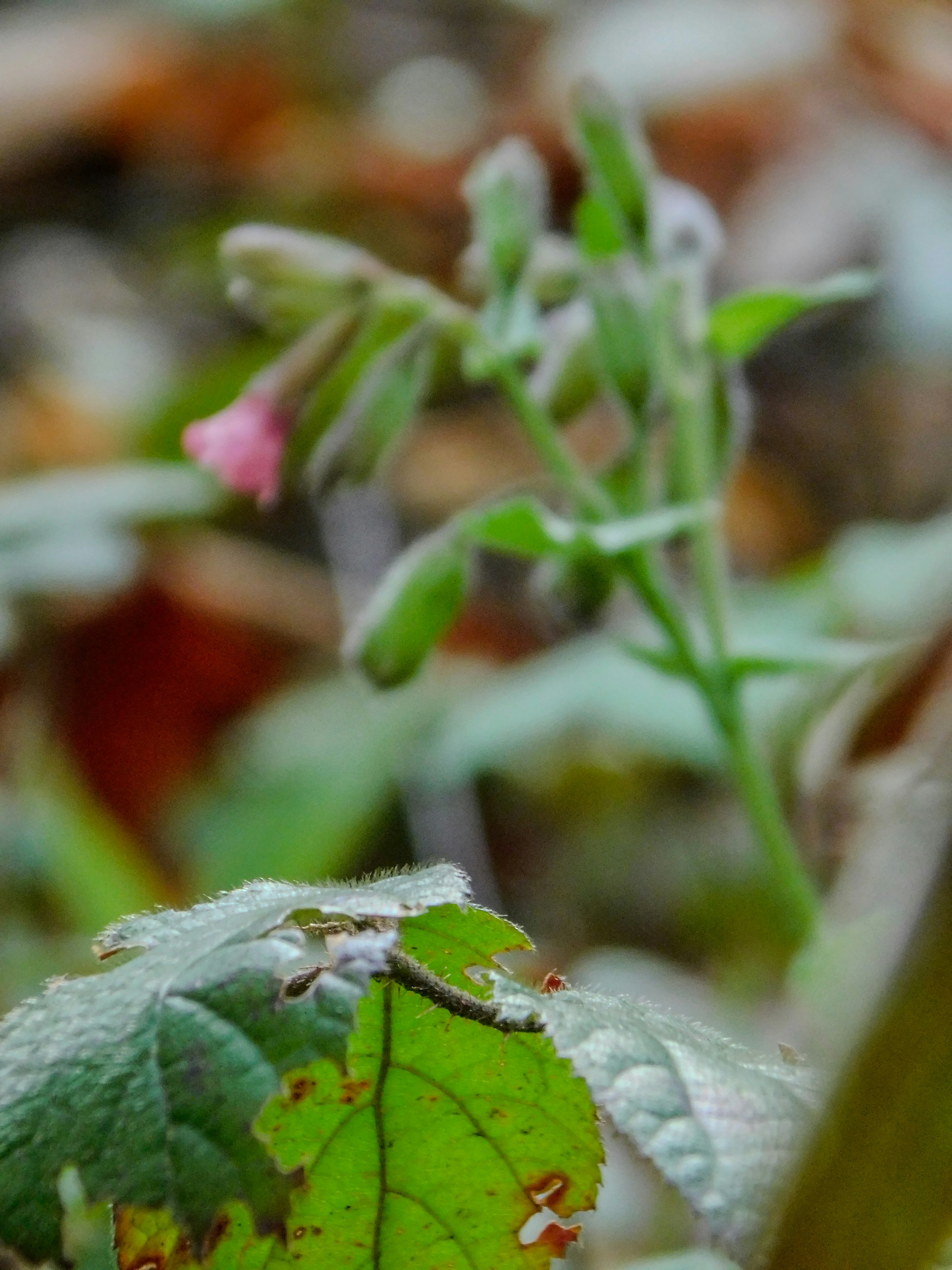 Soft Pink Bud in a Quiet Leaf Chorus