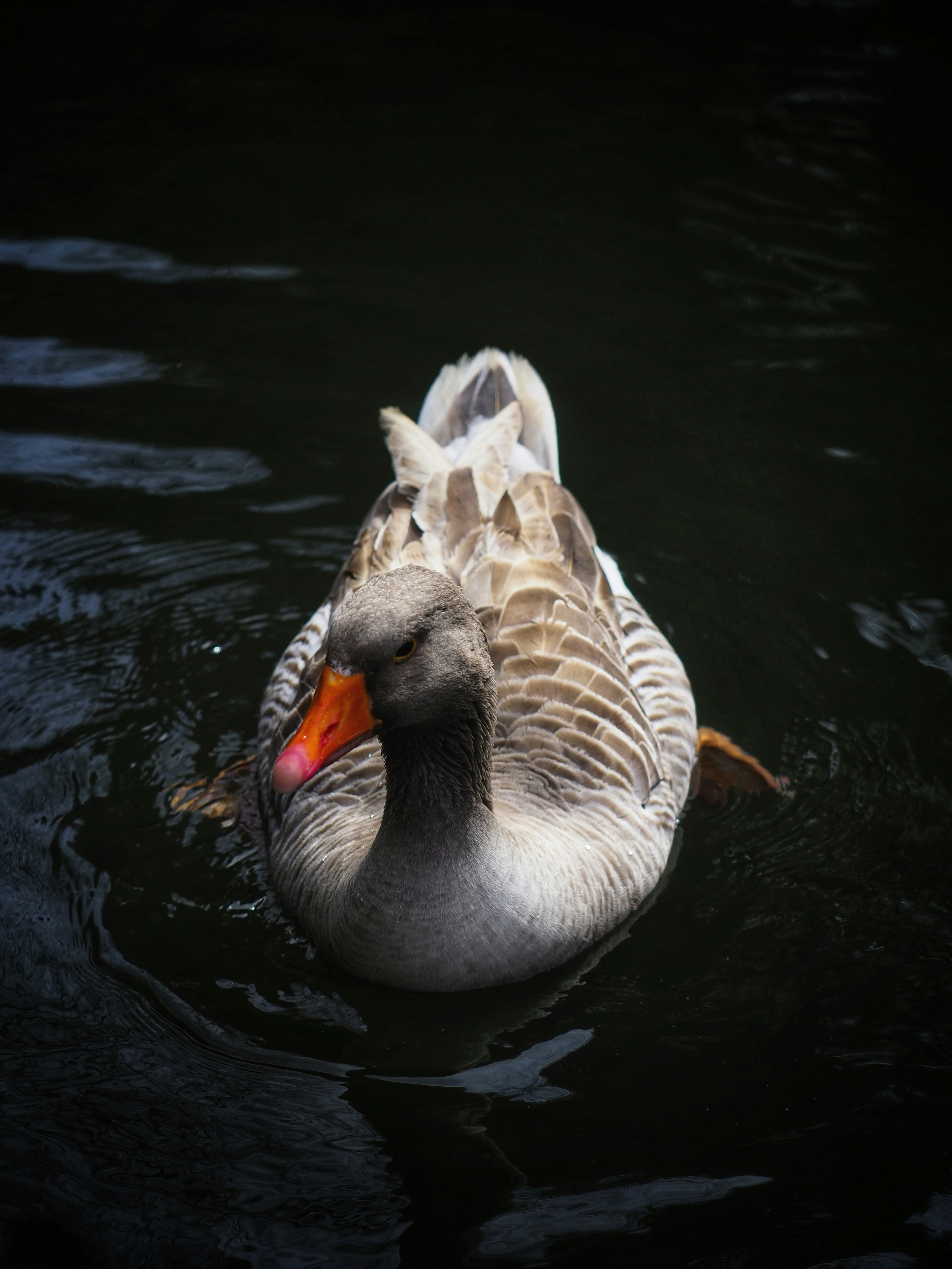 Portrait of a goose