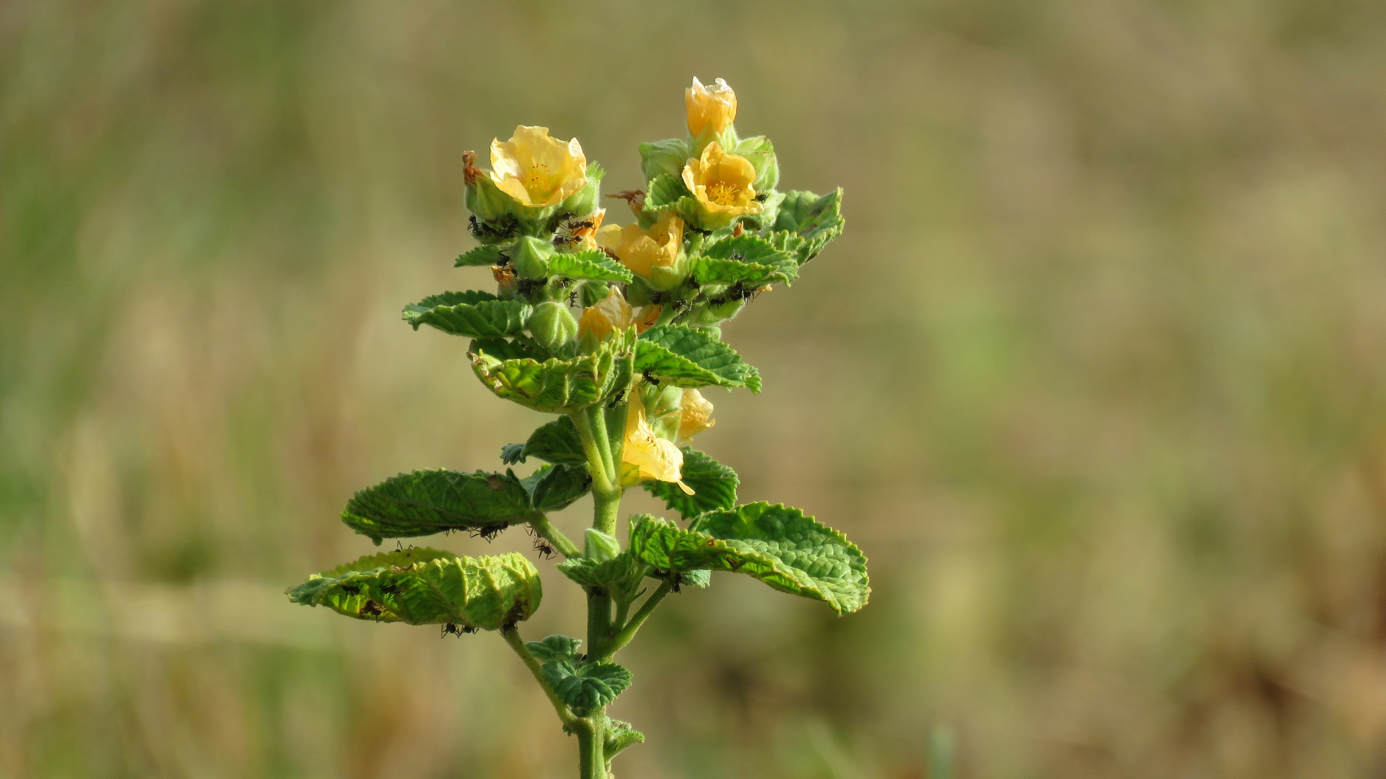 Sunlit Yellow Buds: A Molecule of Spring in Focus