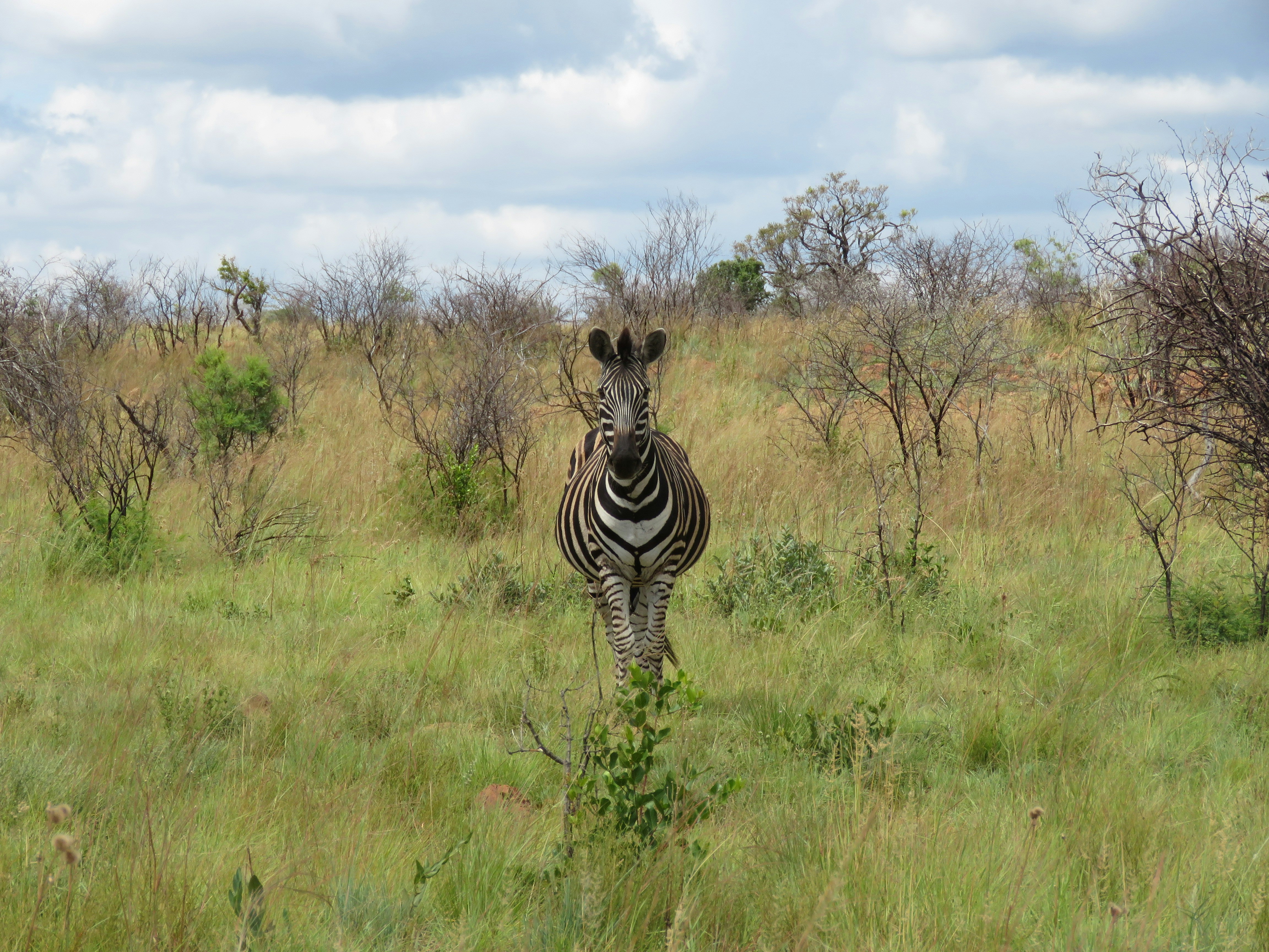 Zebra at Midfield: A Quiet Savanna Portrait