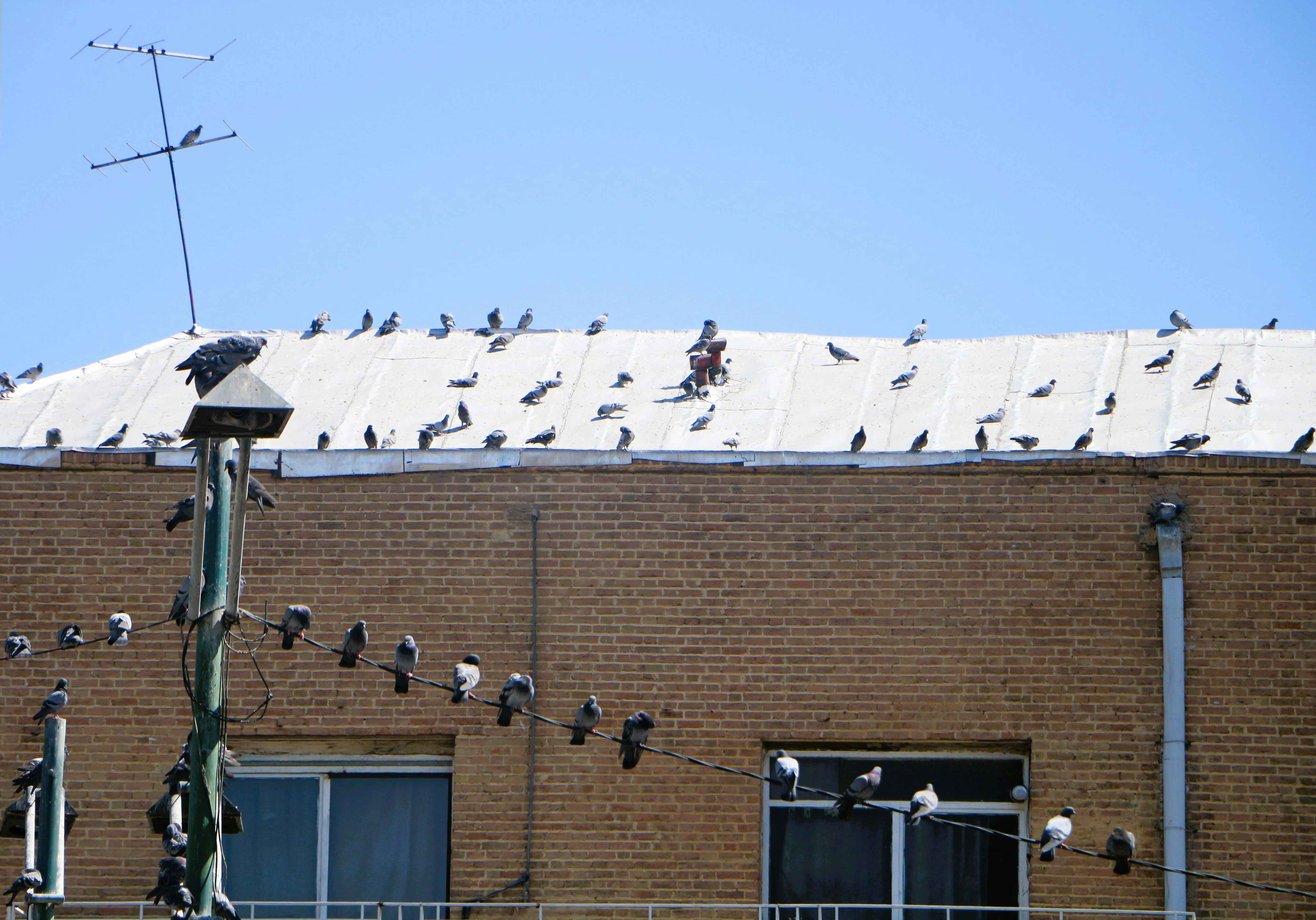 Rooftop Pigeon Ensemble Along a Bricked Skyline