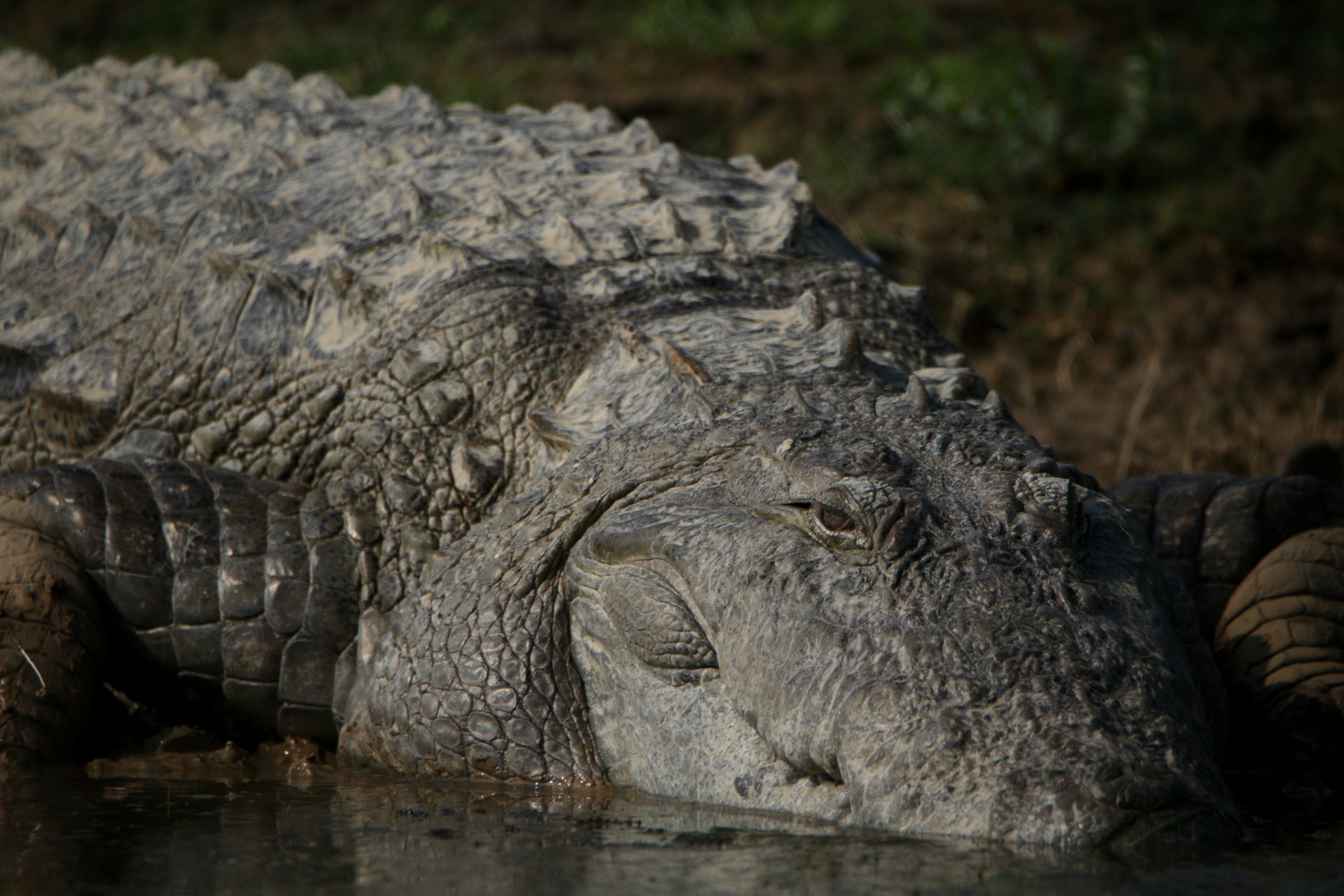 Riverbed Vigil: Nile Crocodile Resting with One Eye Above Water