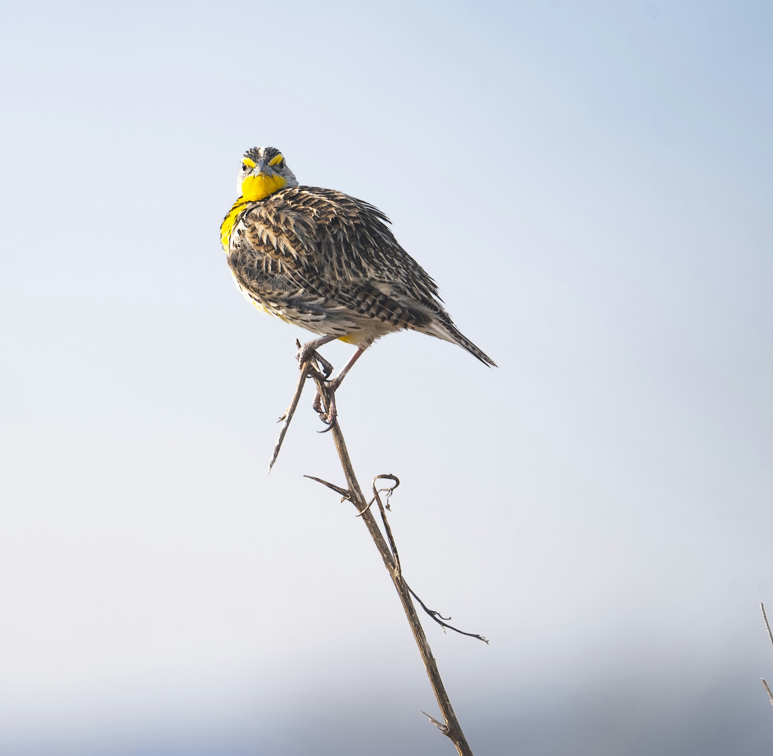 Yellow-throated Sentinel on a Bare Twig Under a Pale Sky