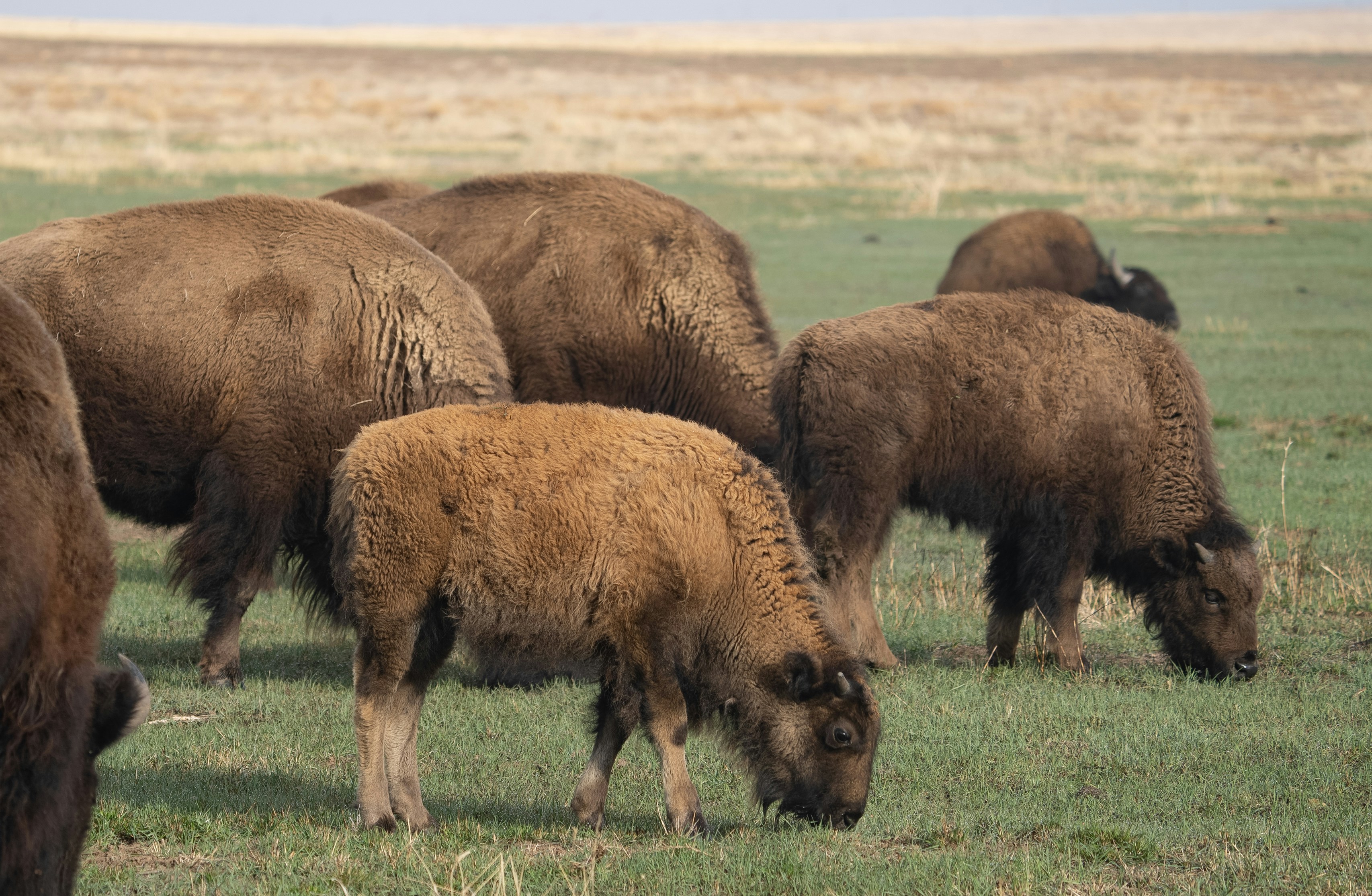 11 Ways Bison Interact with Other Wildlife - Animals Around The Globe