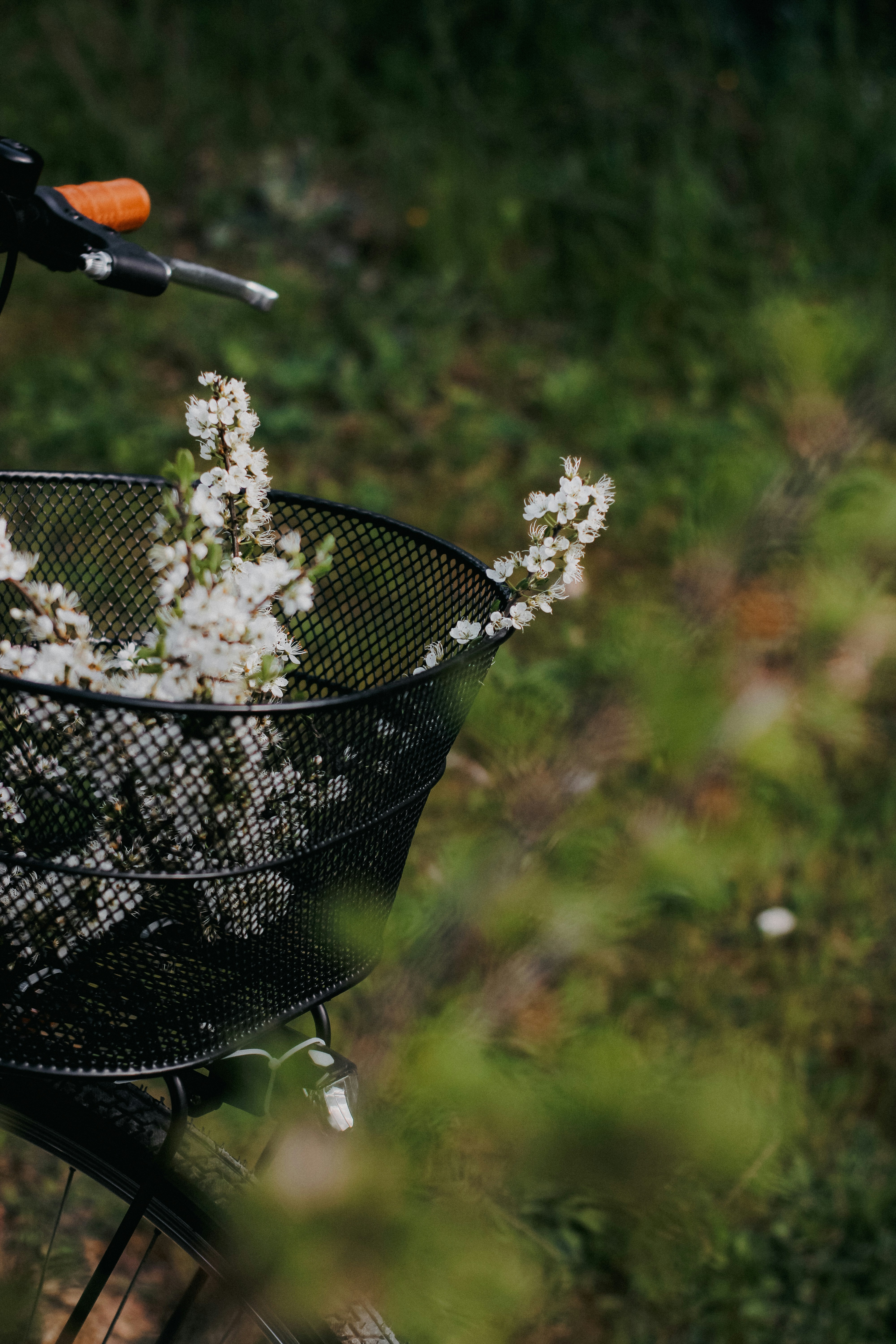 Whispers of White in a Bicycle Basket