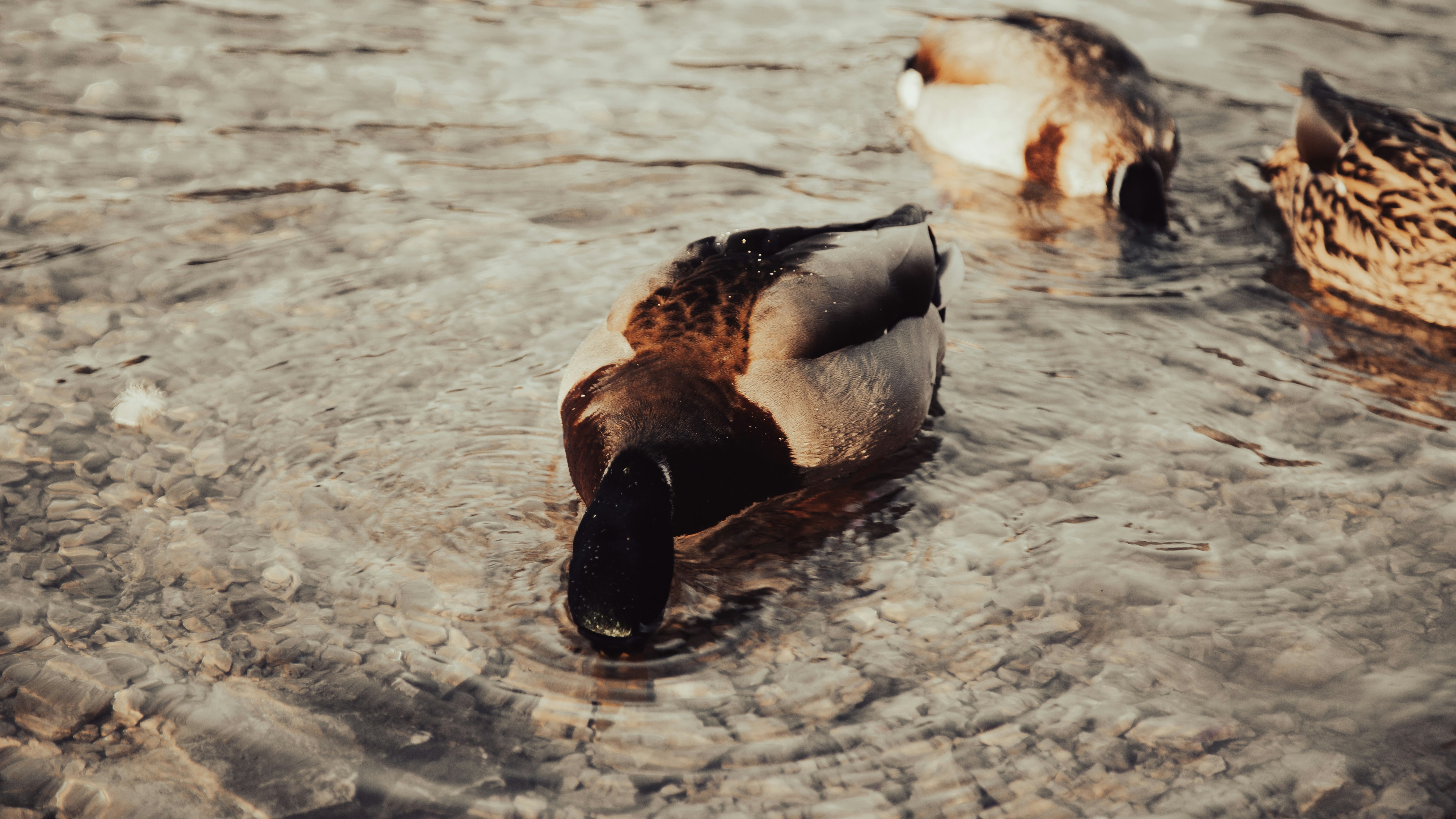 Sunlit Wake: Mallard Drift Across Clear Water