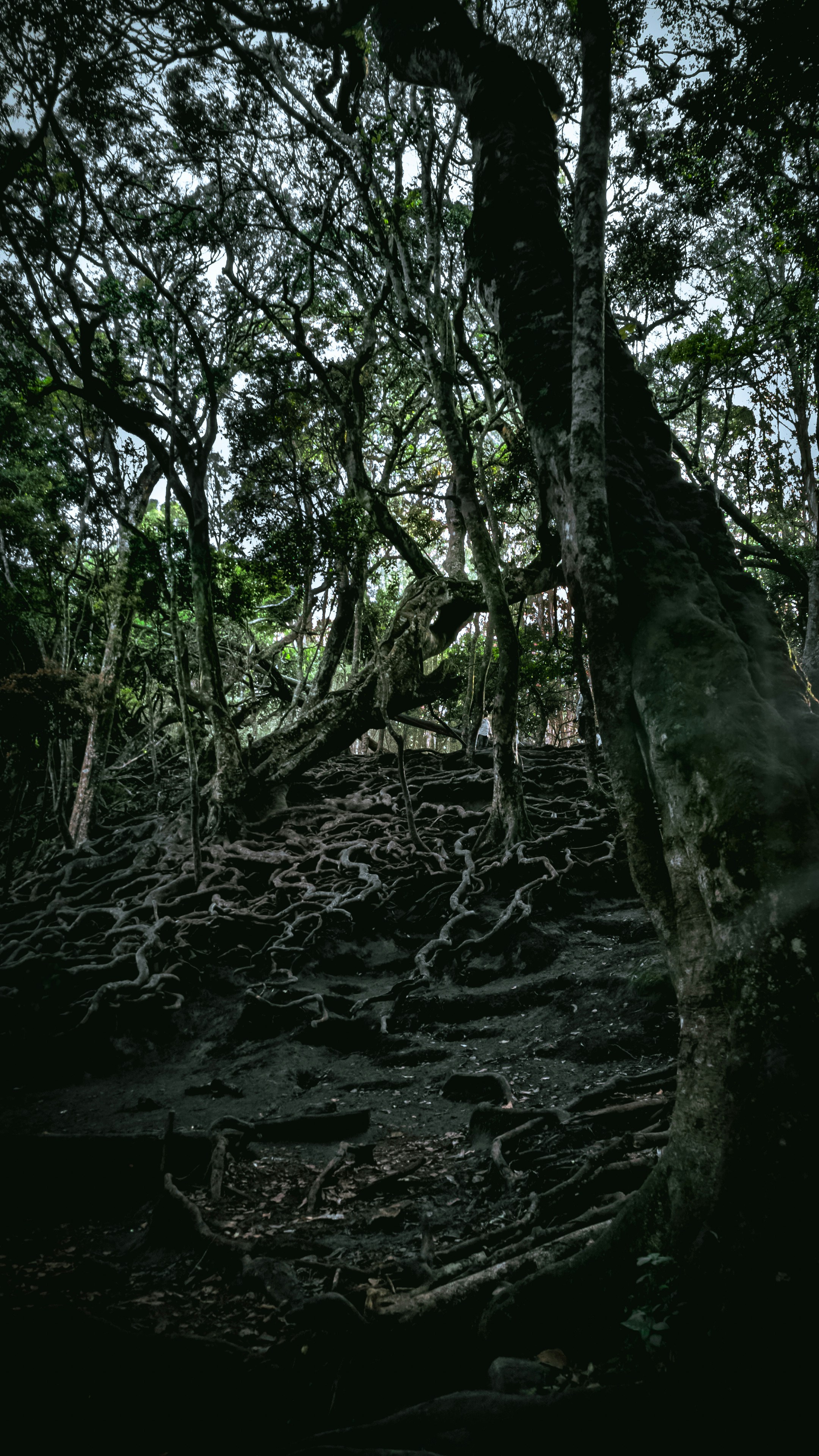 Twisting tree roots weave across a shadowed forest floor, with moss-covered trunks rising toward a dim canopy. The photo emphasizes texture and depth in low light.