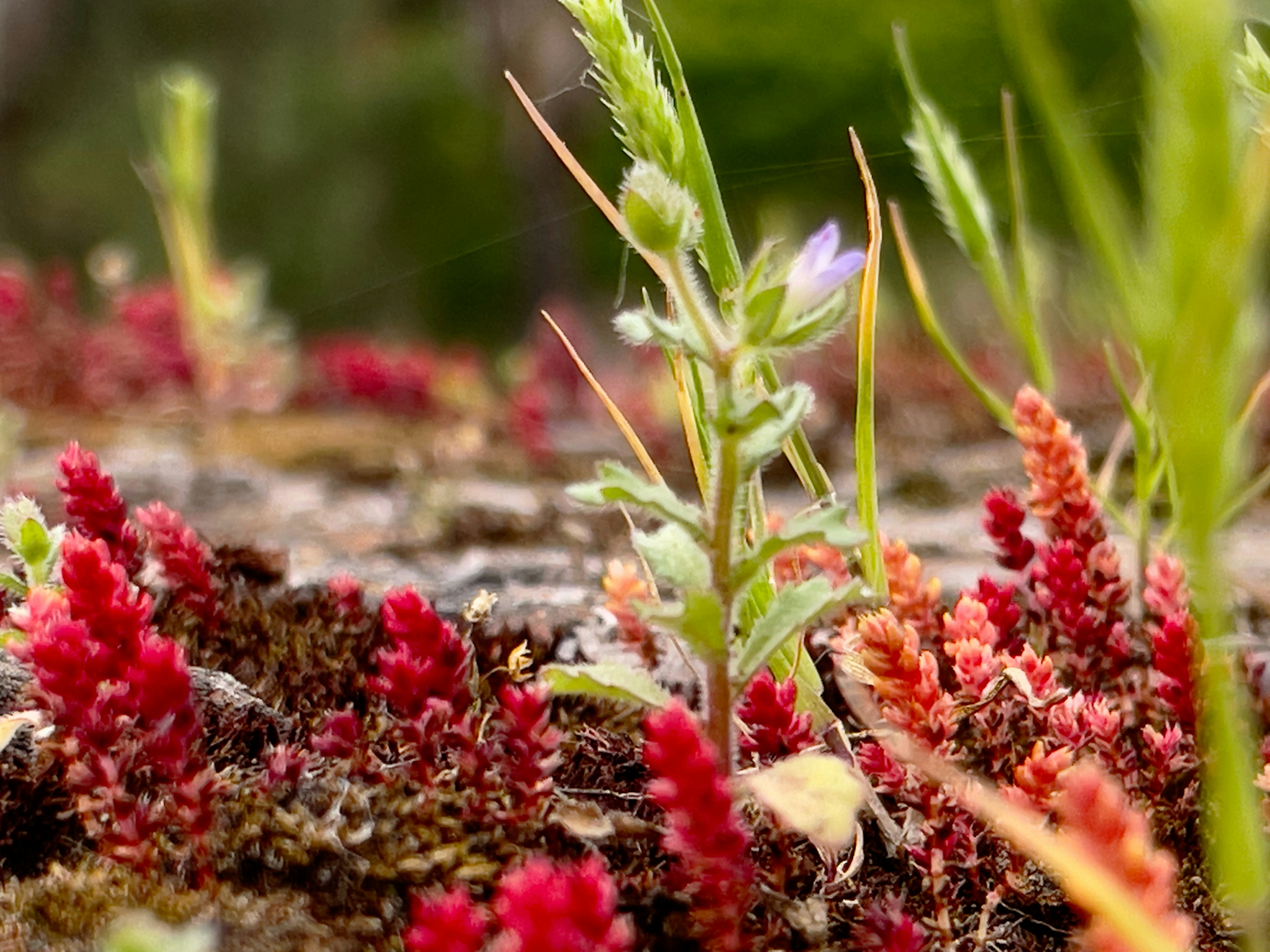 Close-up of colorful moss and small plants thriving on rocky soil.