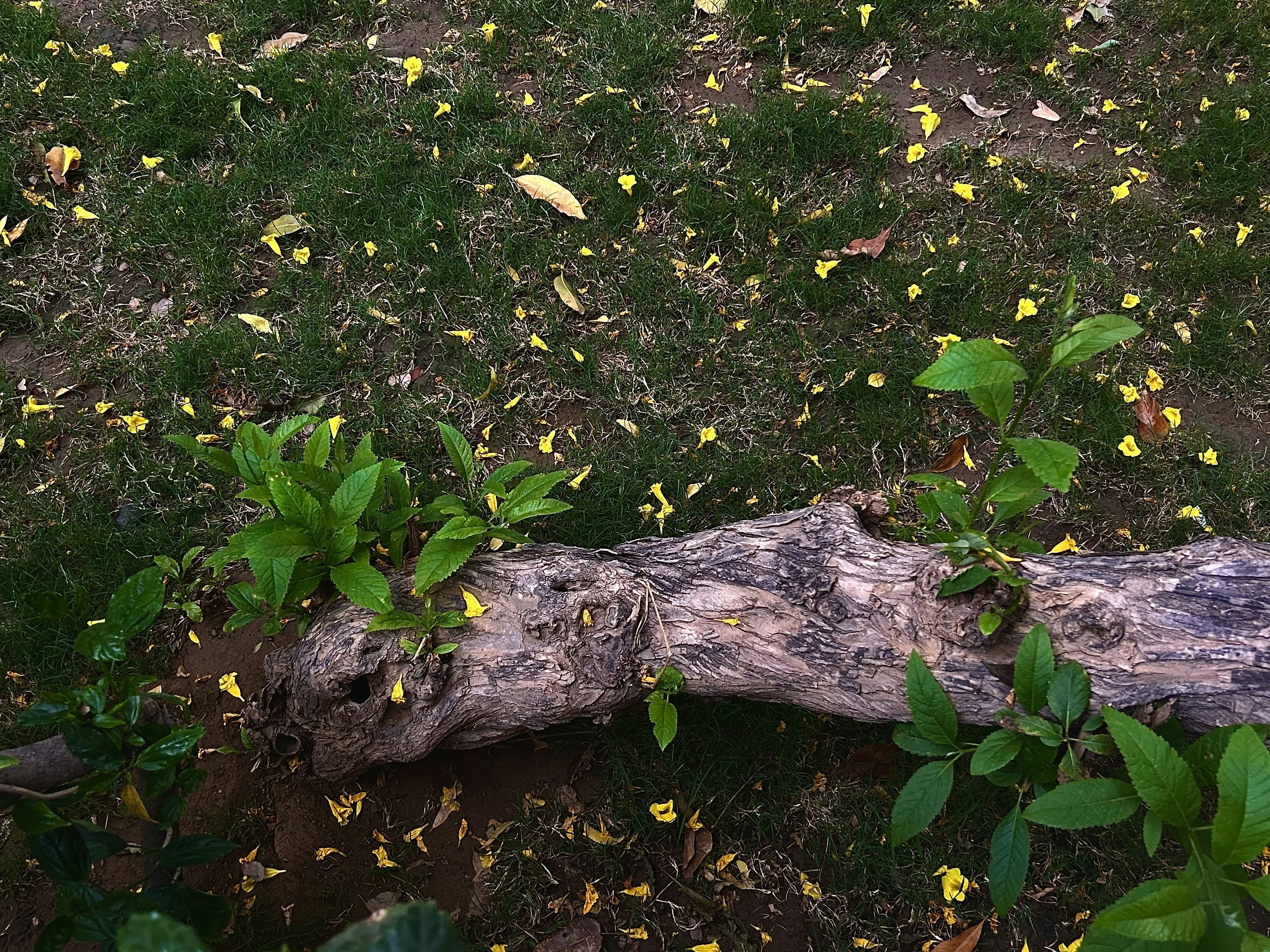 Fallen log surrounded by vibrant green leaves and scattered yellow petals on grass.