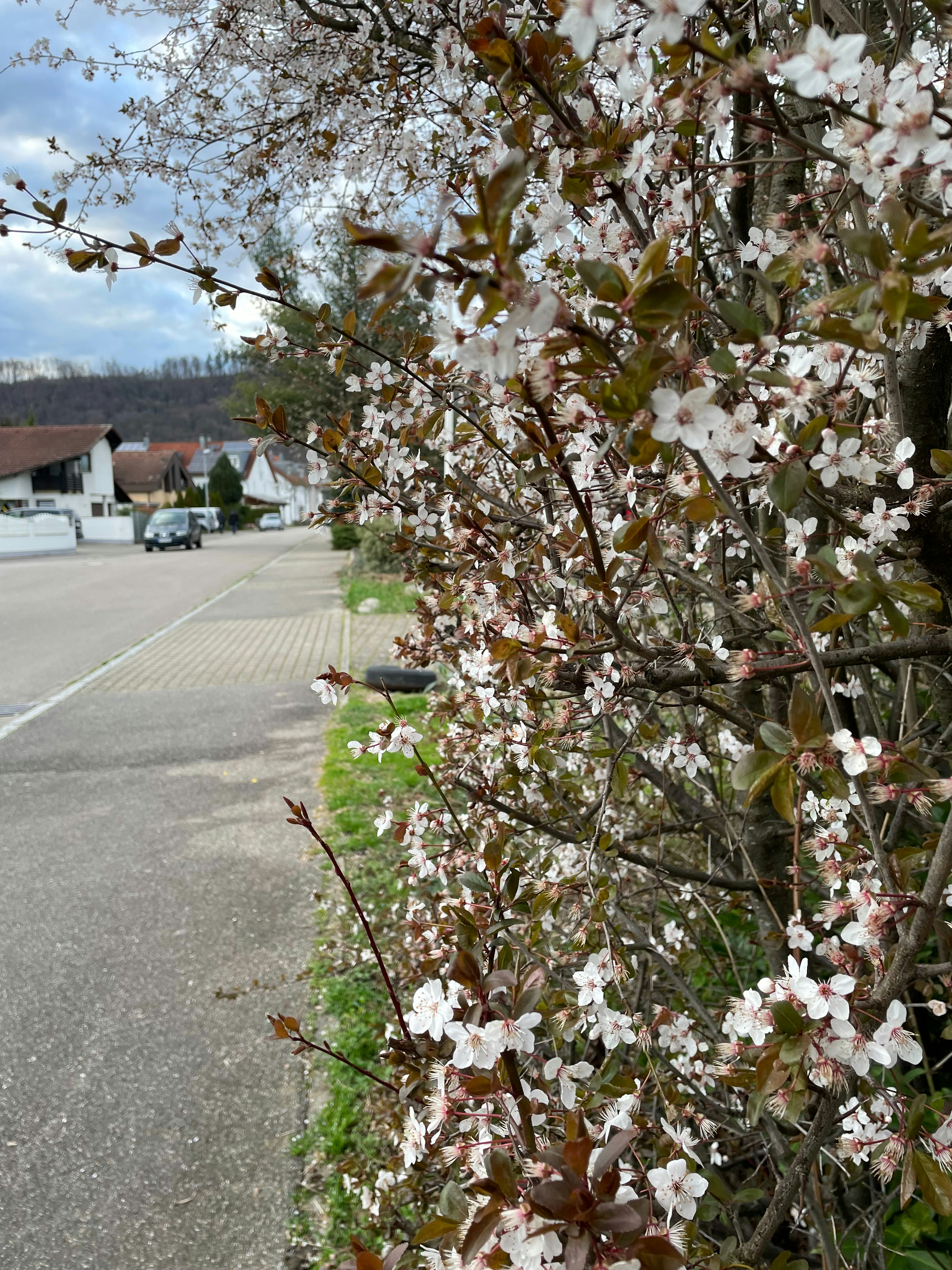 Spring's Whisper Along the Suburban Pathway