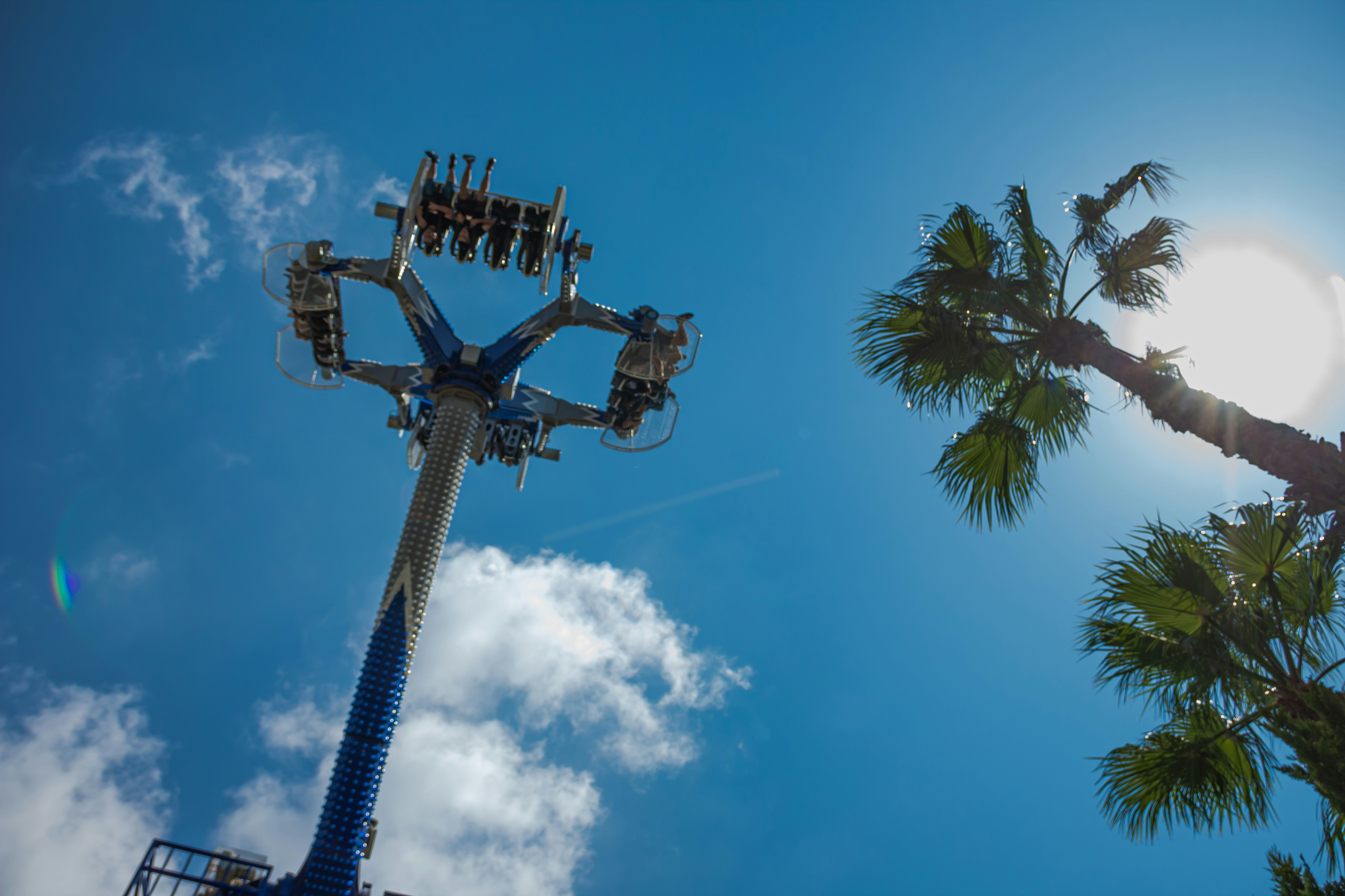 Skyward Frame: A Palm-Guarded Crane Reaches for the Sun