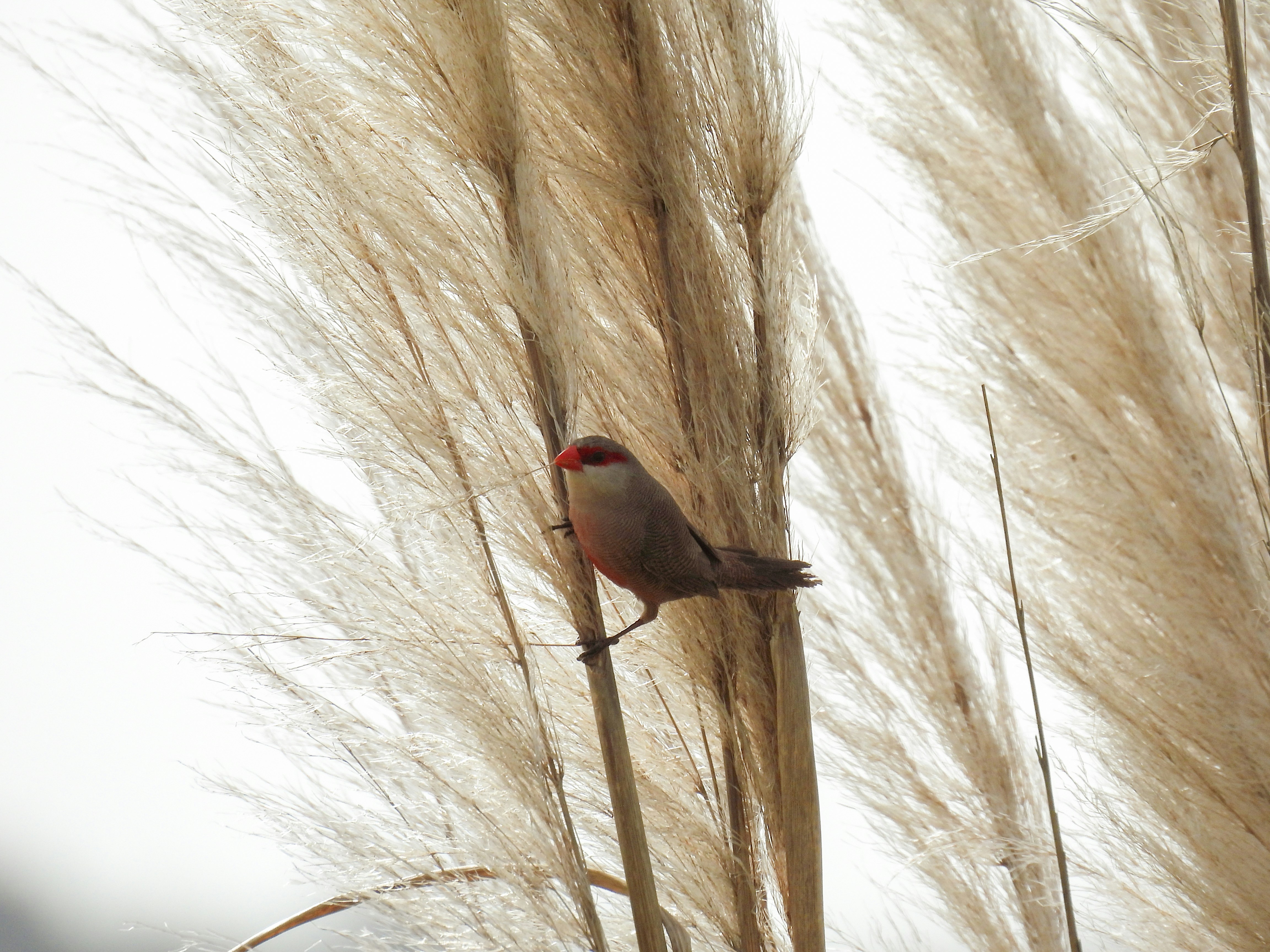 Red-capped Bird Adrift Among Reeds