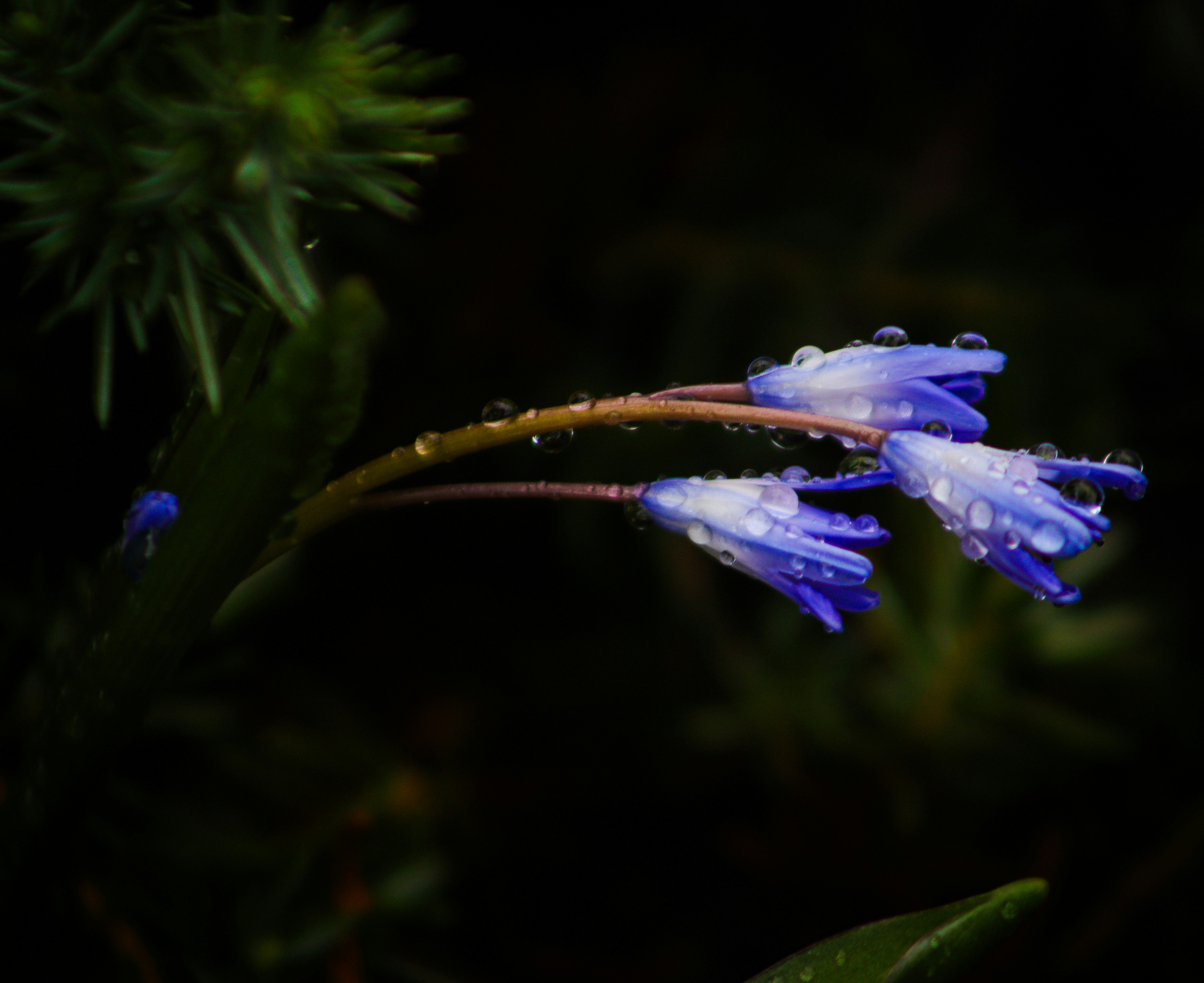 a blue flower with drops of water on it