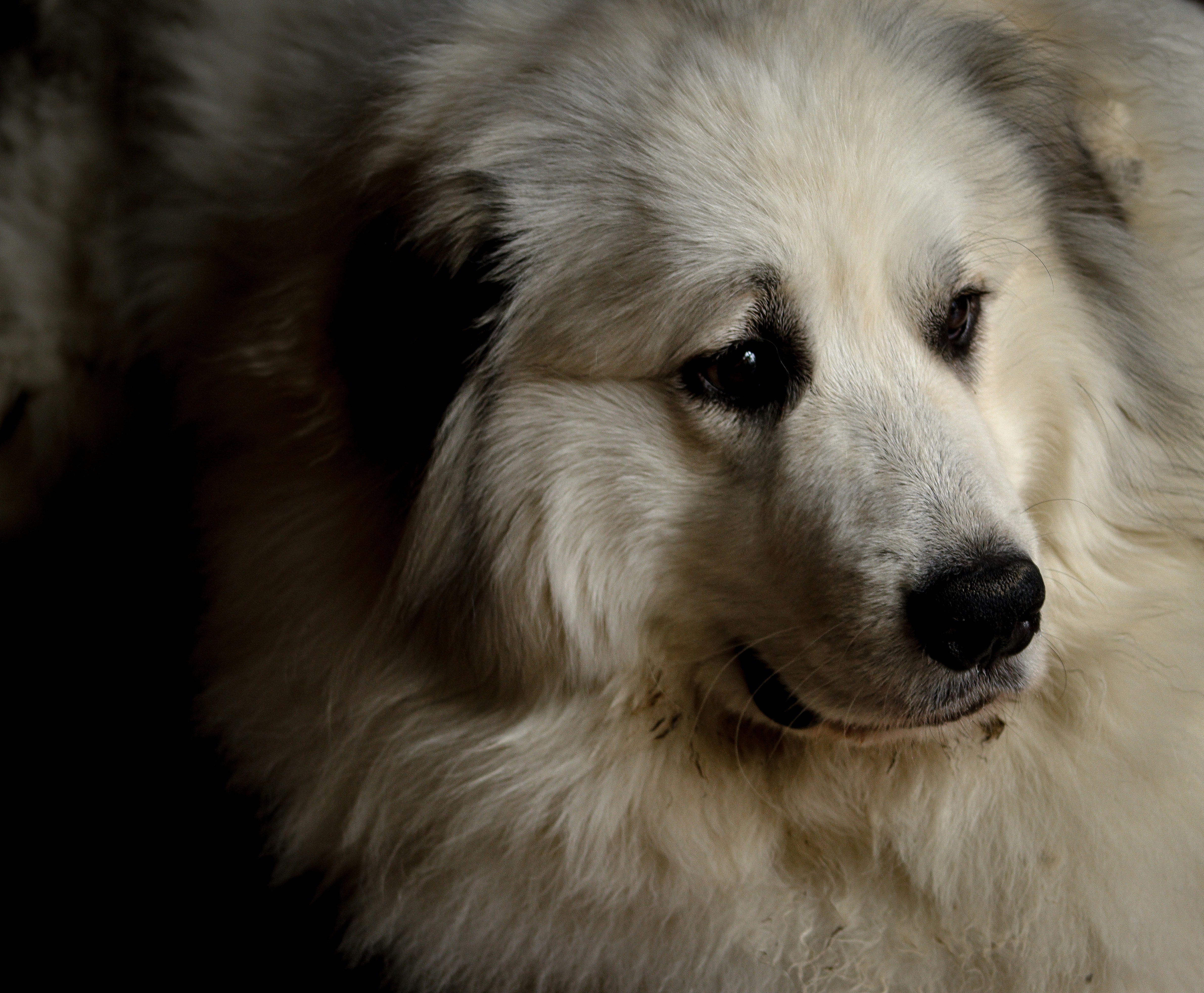 500+ Canine Pictures [HD] | Download Free Images on Unsplash