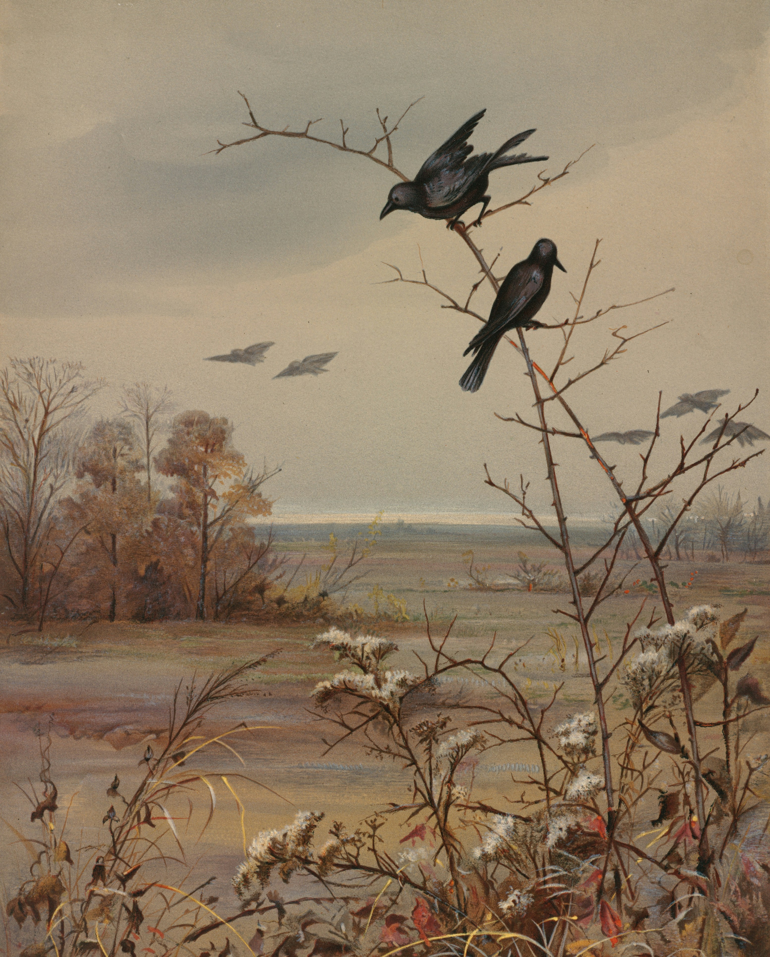 Title: November Artist: Bridges, Fidelia, 1834-1923 Publisher: L. Prang & Co. Name on Item: F. Bridges 1875 Date: 1875 (created) (c) 1876 (copyright) https://www.digitalcommonwealth.org/search/commonwealth:z890rv240