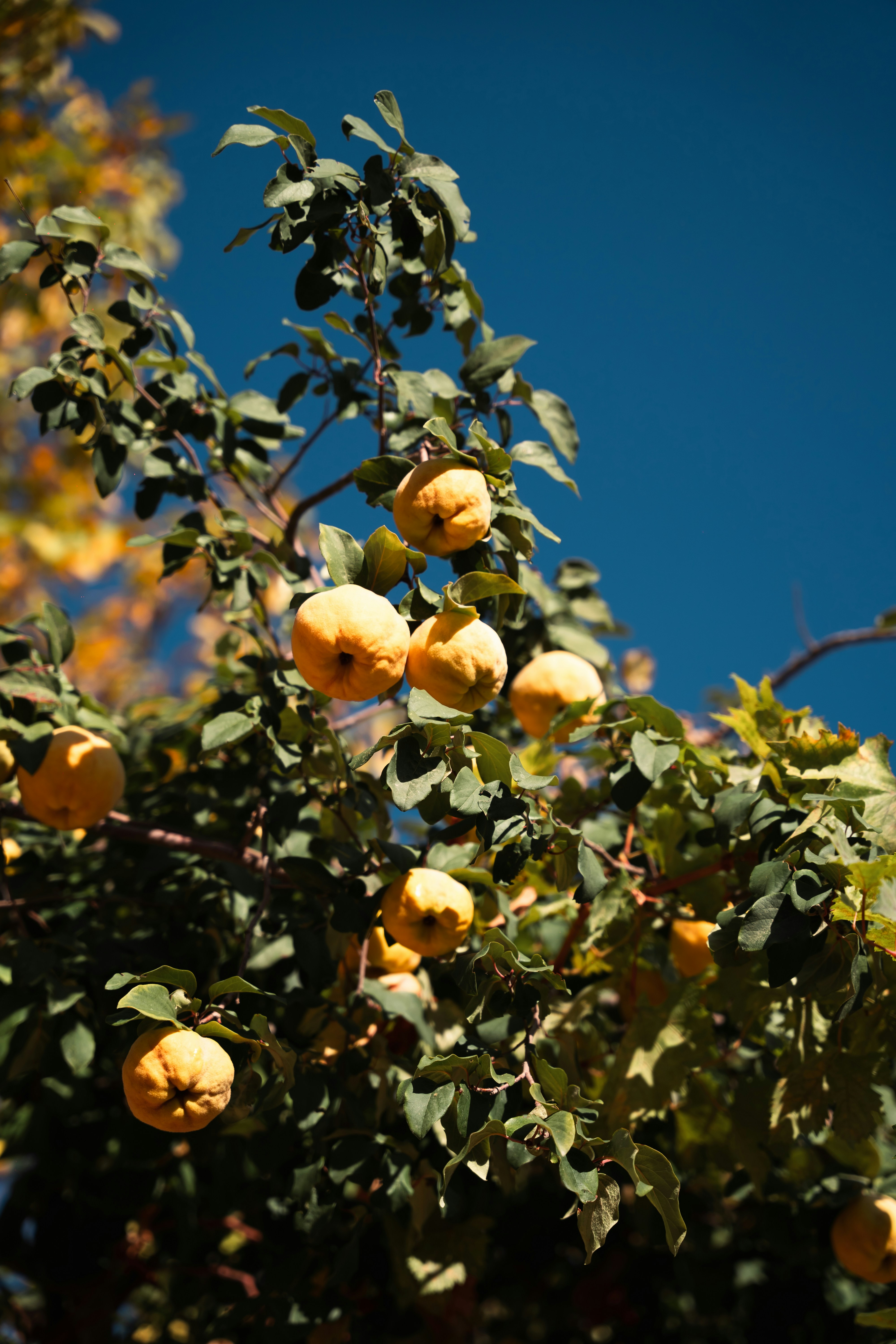 A tree filled with lots of ripe oranges photo – Free Uraman Image on ...