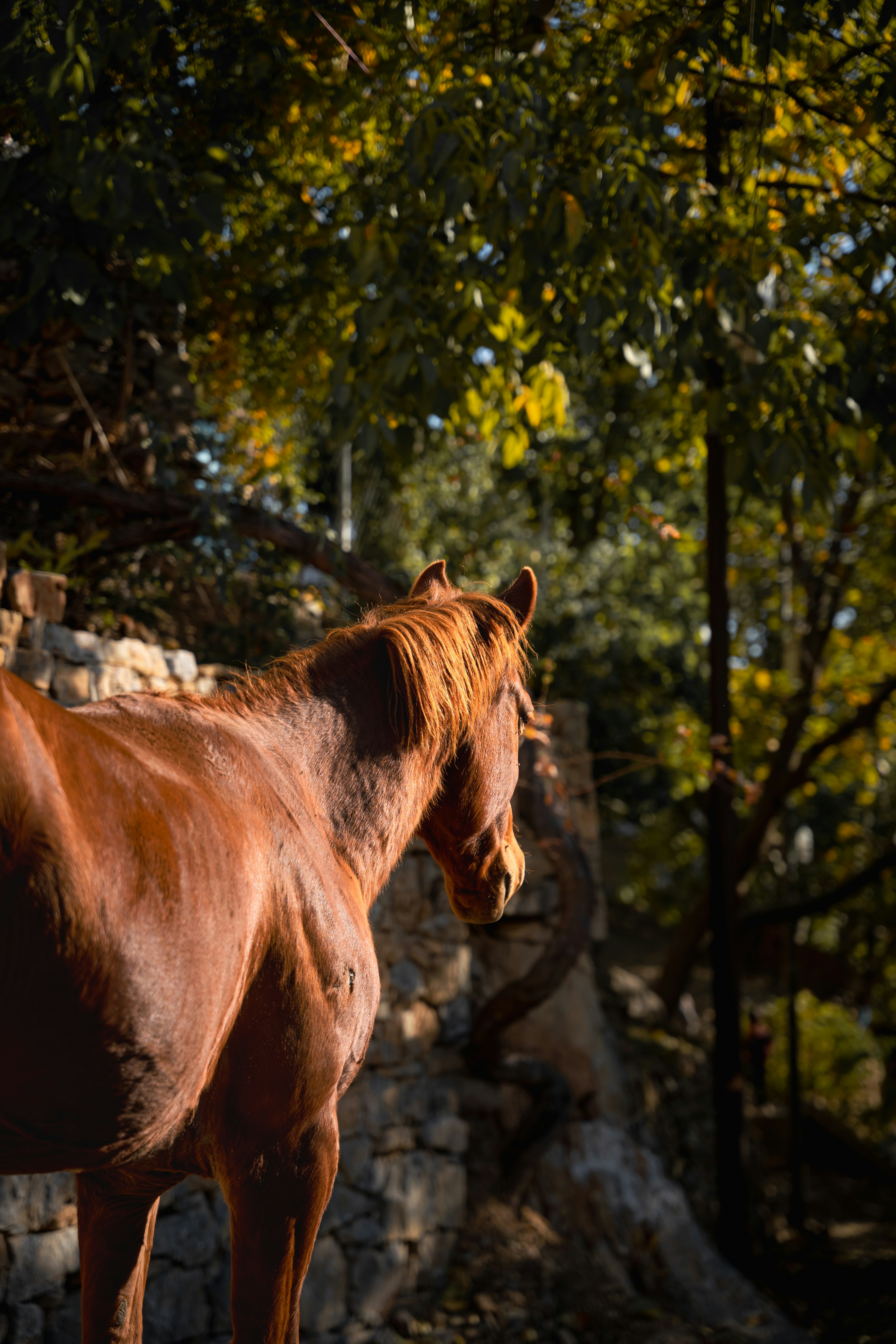 Chestnut in Warm Light: A Horse Pauses by the Stone Terrace