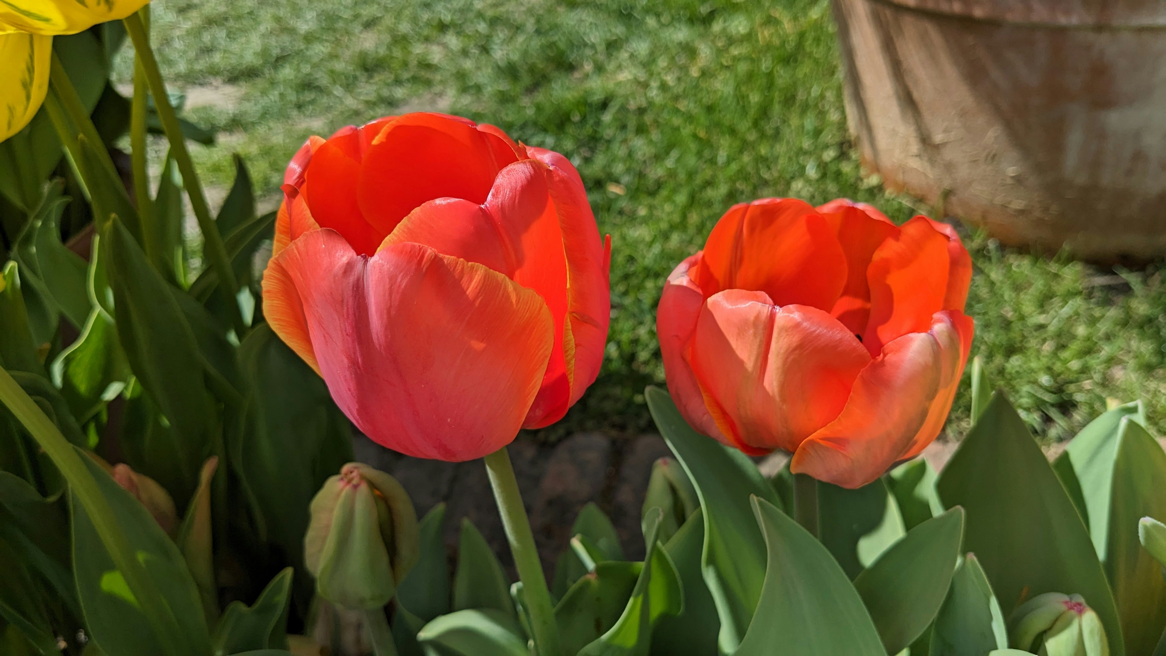 Two Ember Tulips Framing a Quiet Garden Border