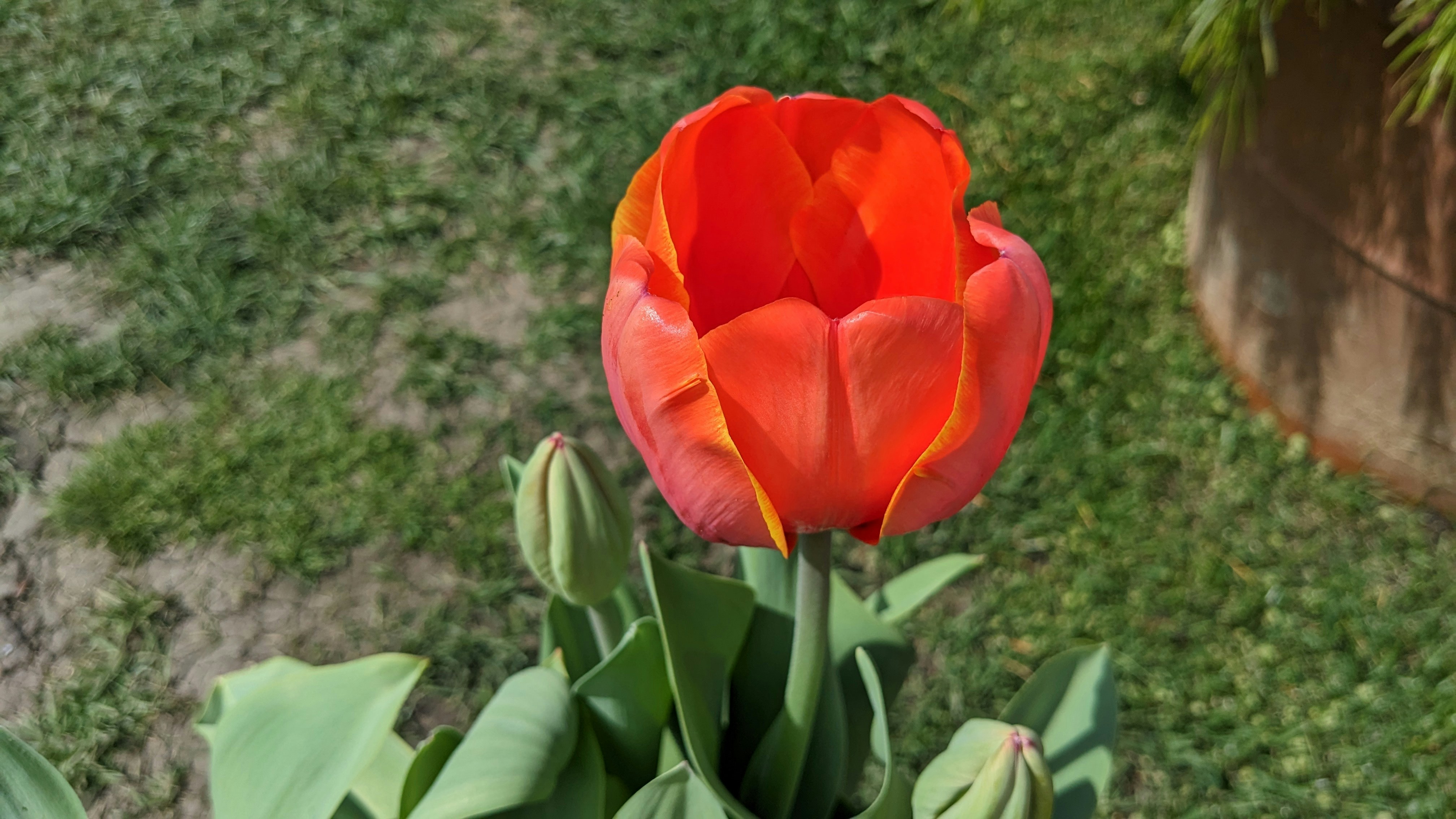 Crimson Coral Tulip: a solitary bloom amid textured greens