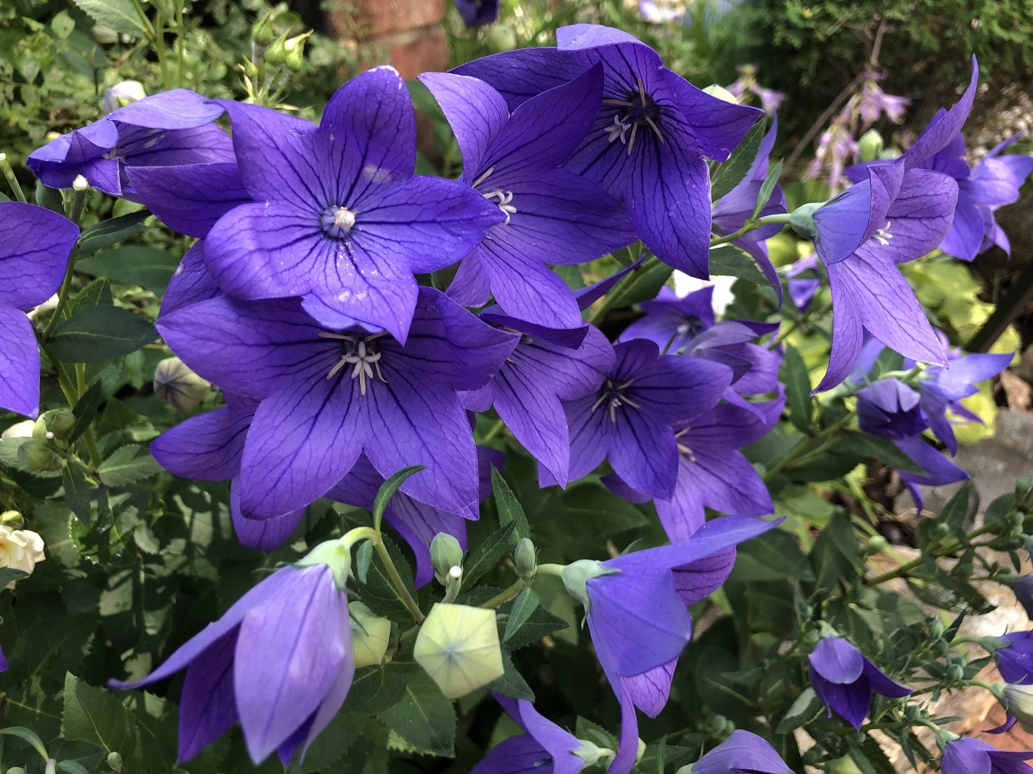 Violet Starbursts in a Quiet Garden: Clematis in Bloom