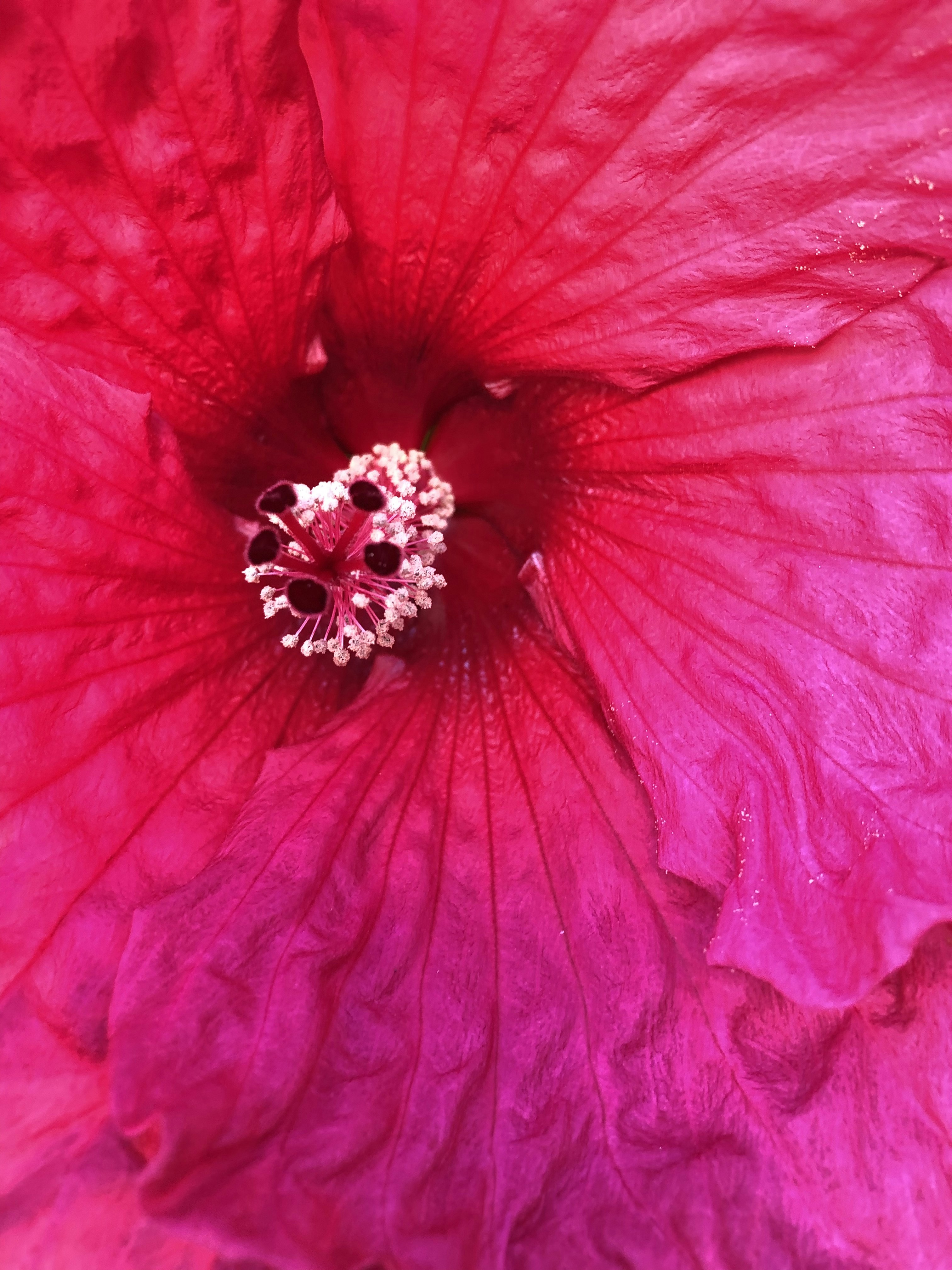 Free HD Fuschia Pictures | Download on Unsplash