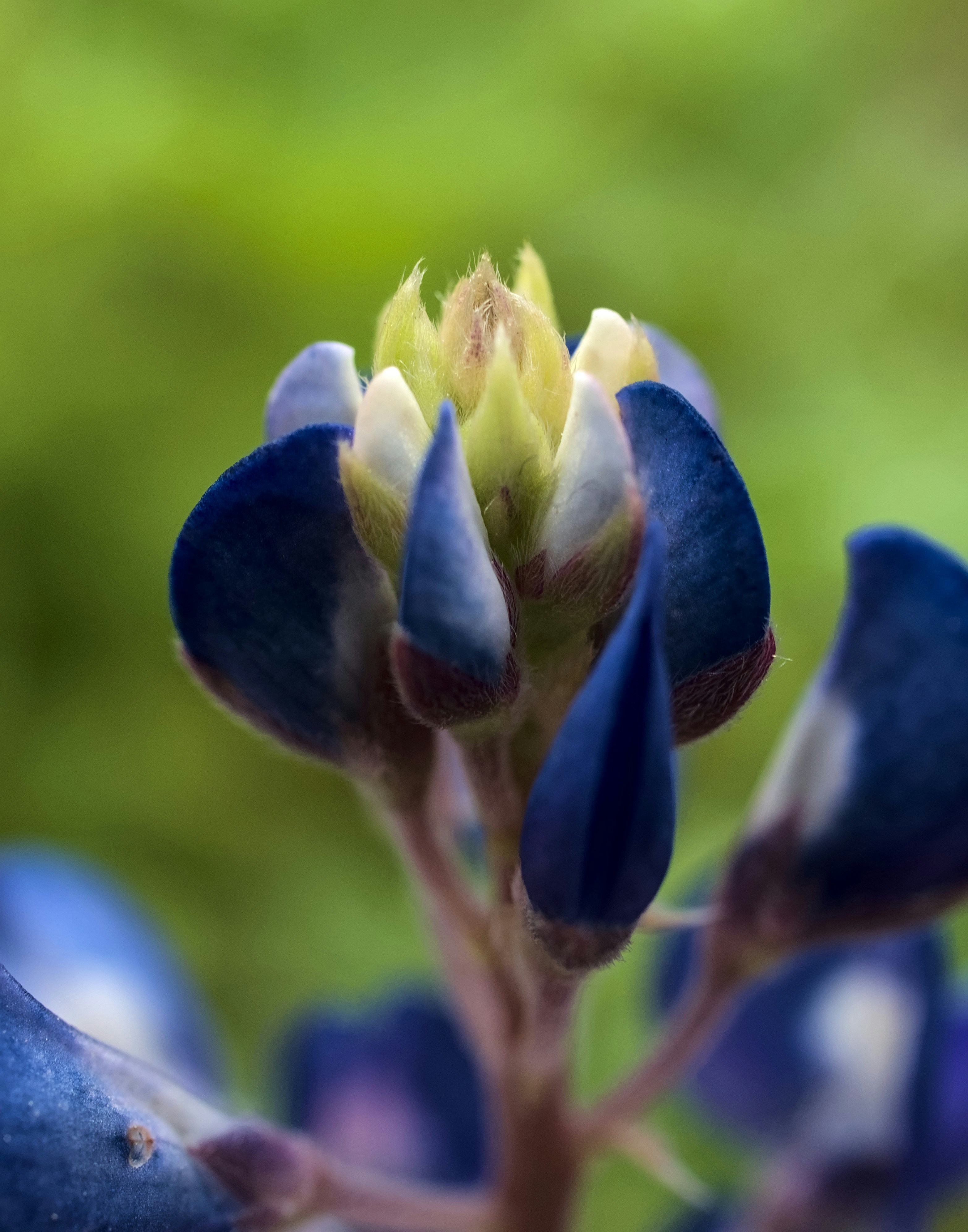 Close-up of a bluebonnet bloom against a blurred green background.