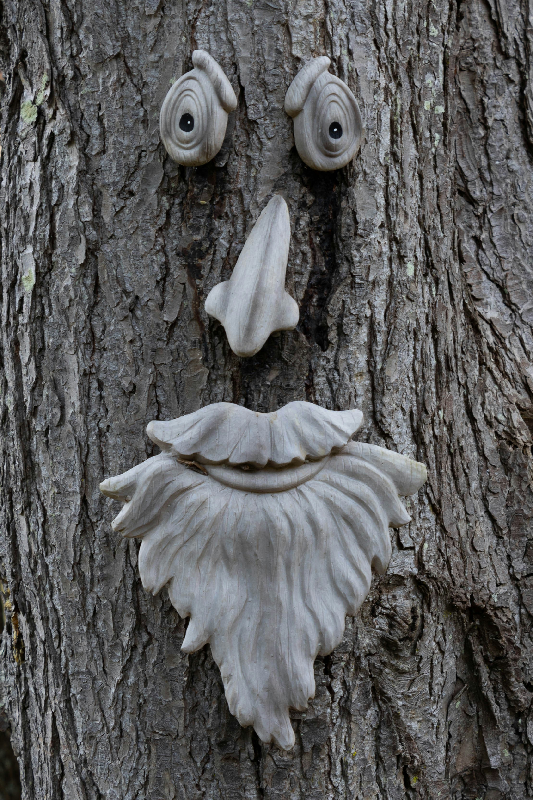 Grinning Gills: A Woodland Face Formed by White Shelf Fungus on Bark