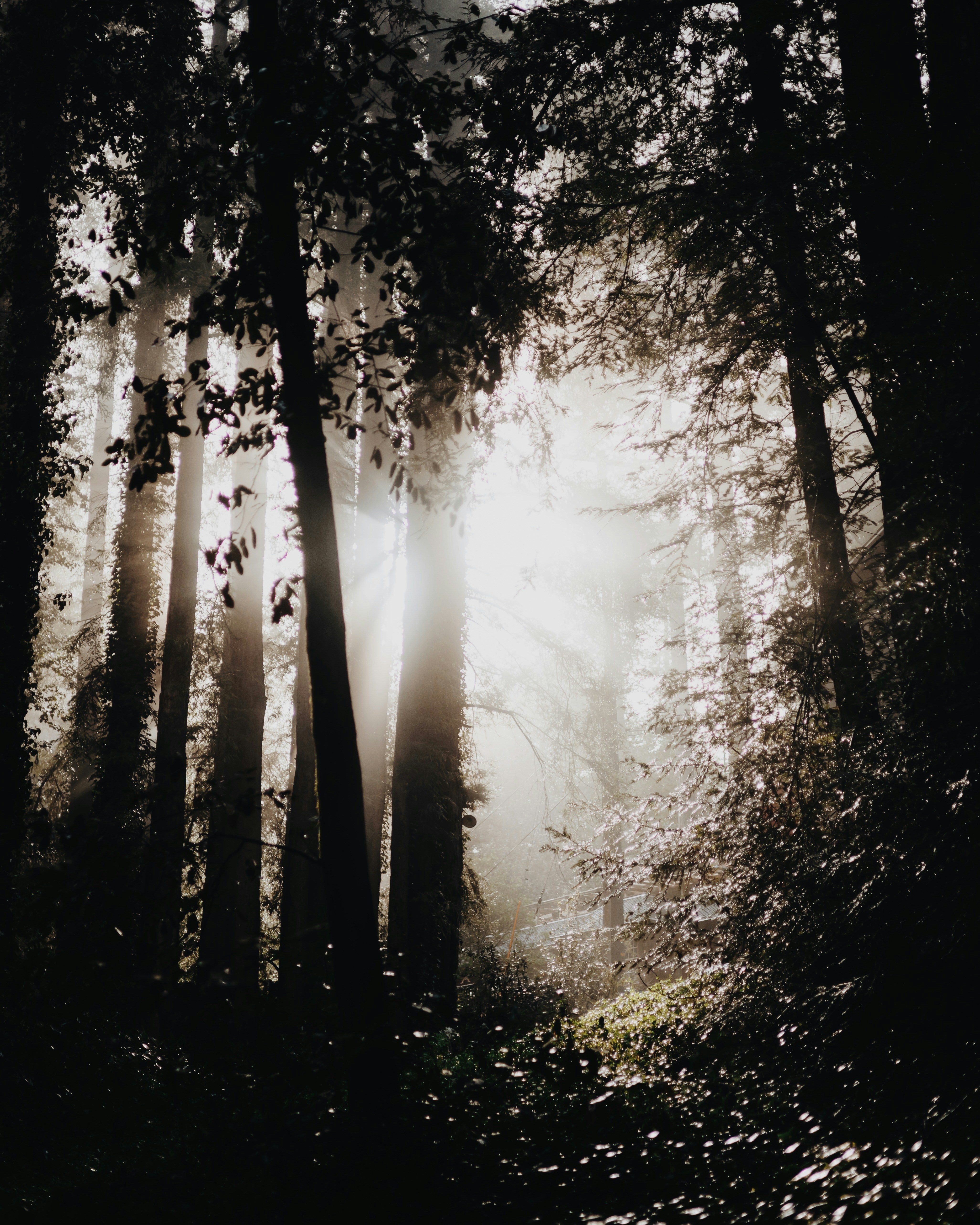 Mount Hermon light rays