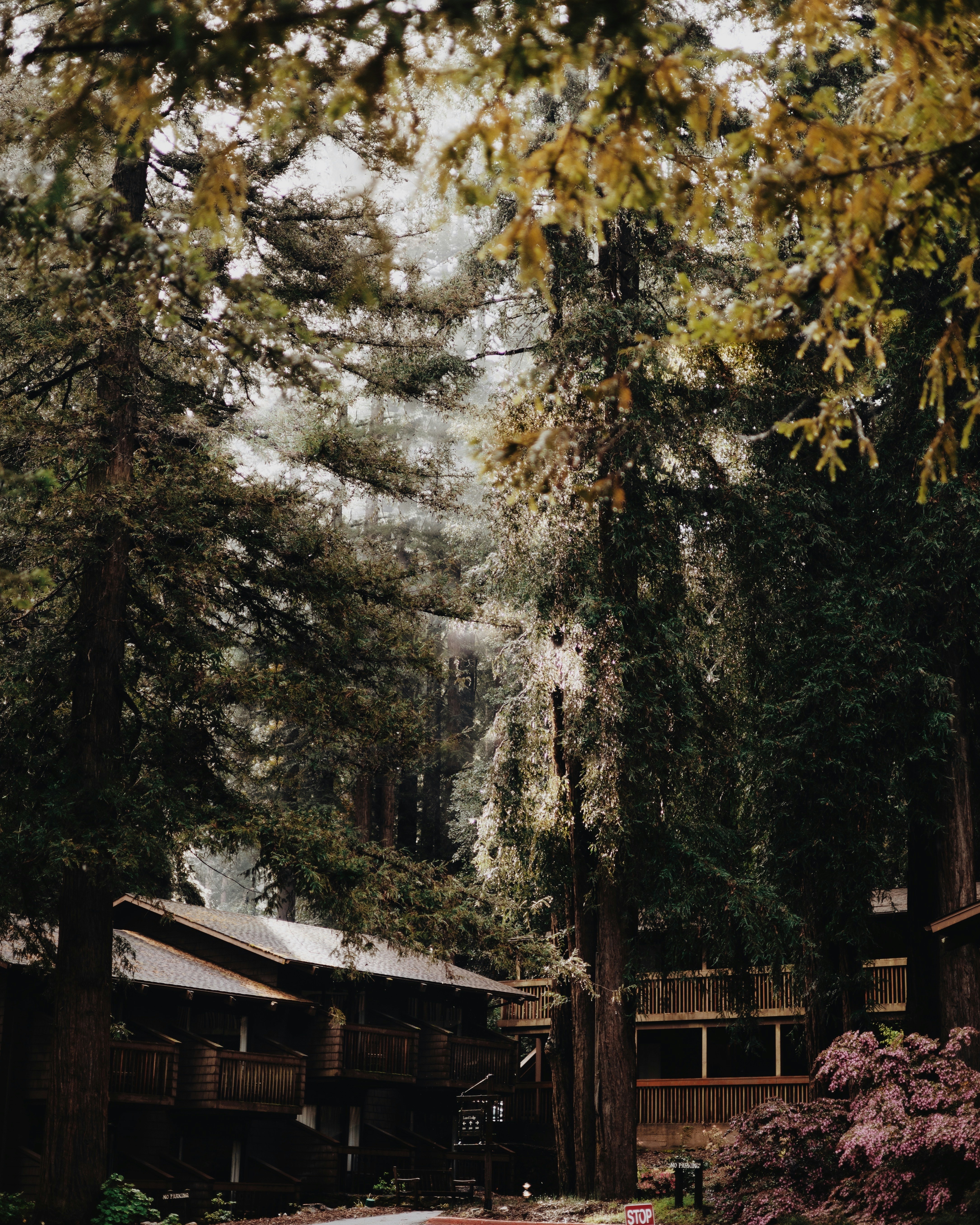 Forest cabins