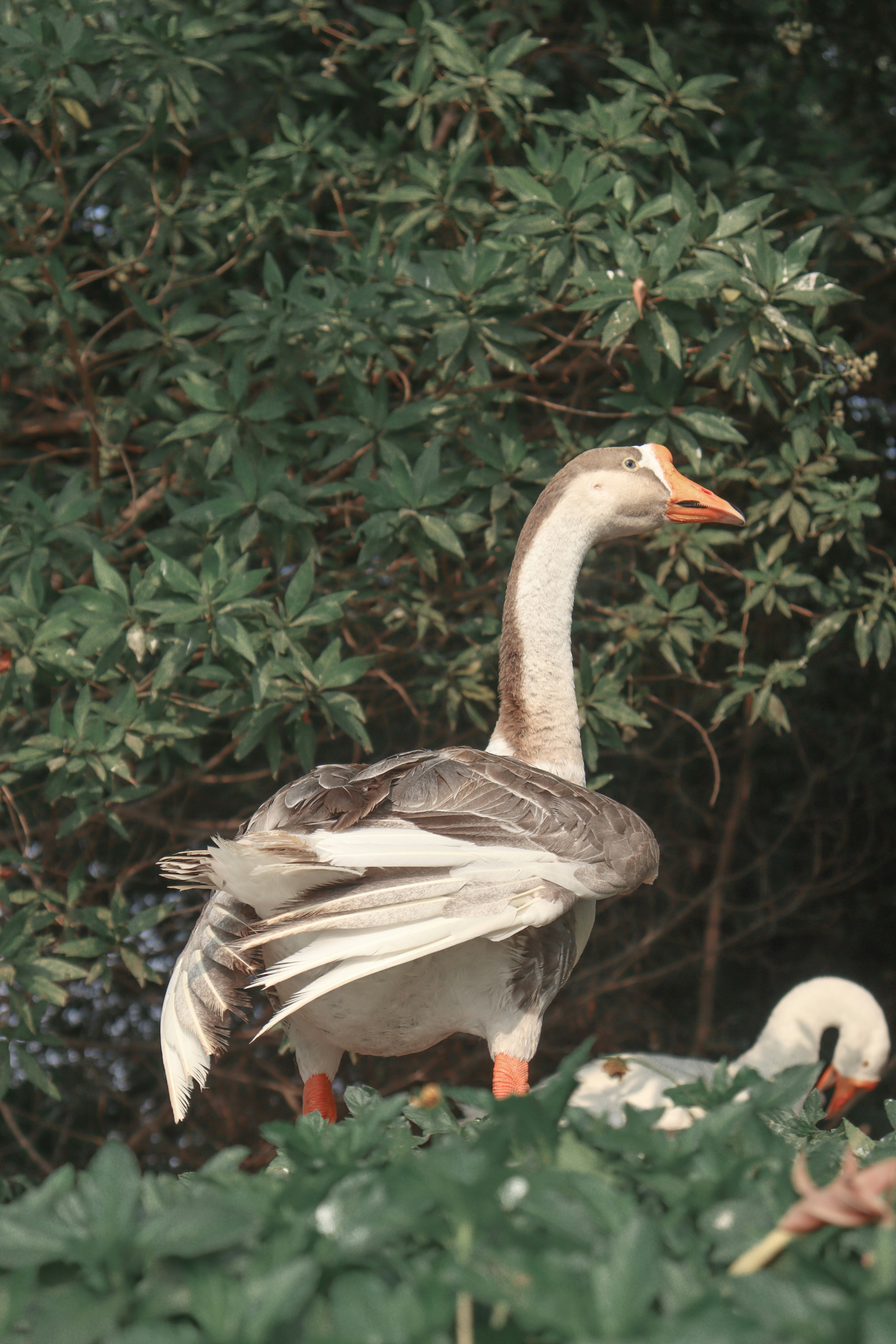 Curious Goose Amid Green Canopy