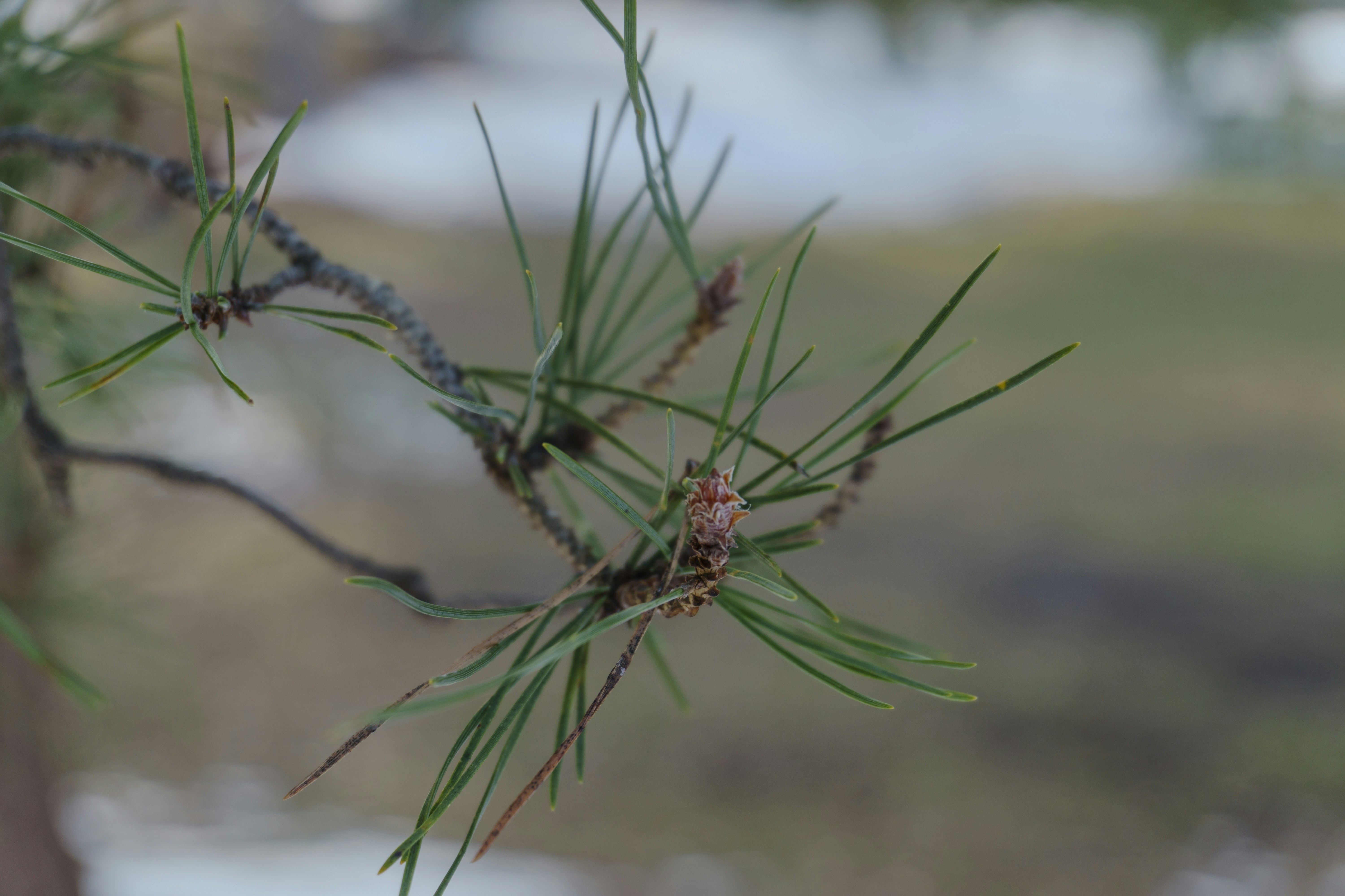 Needlelight on a Branch: A Quiet Pine Moment